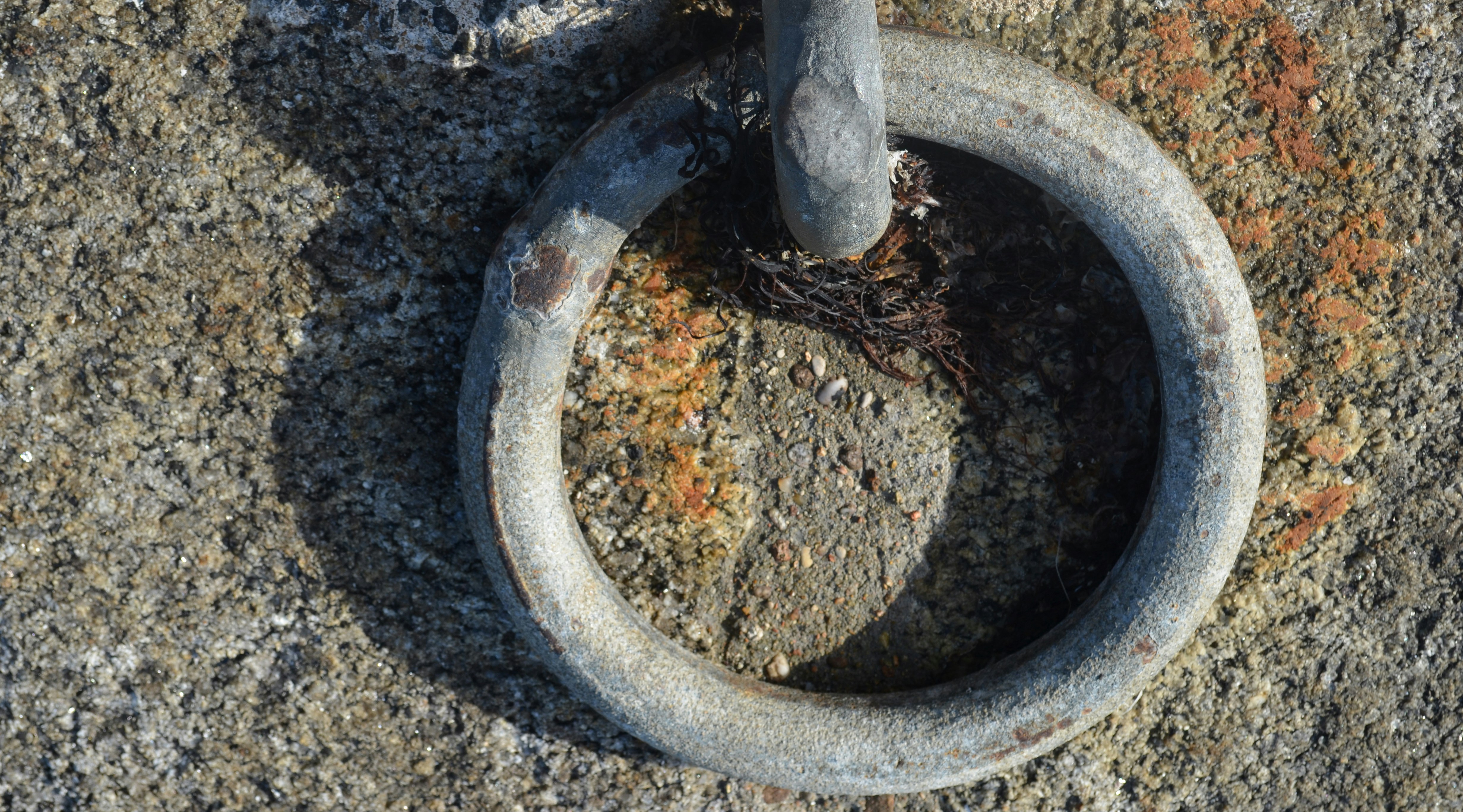 a metal ring on the ground with a tree growing out of it