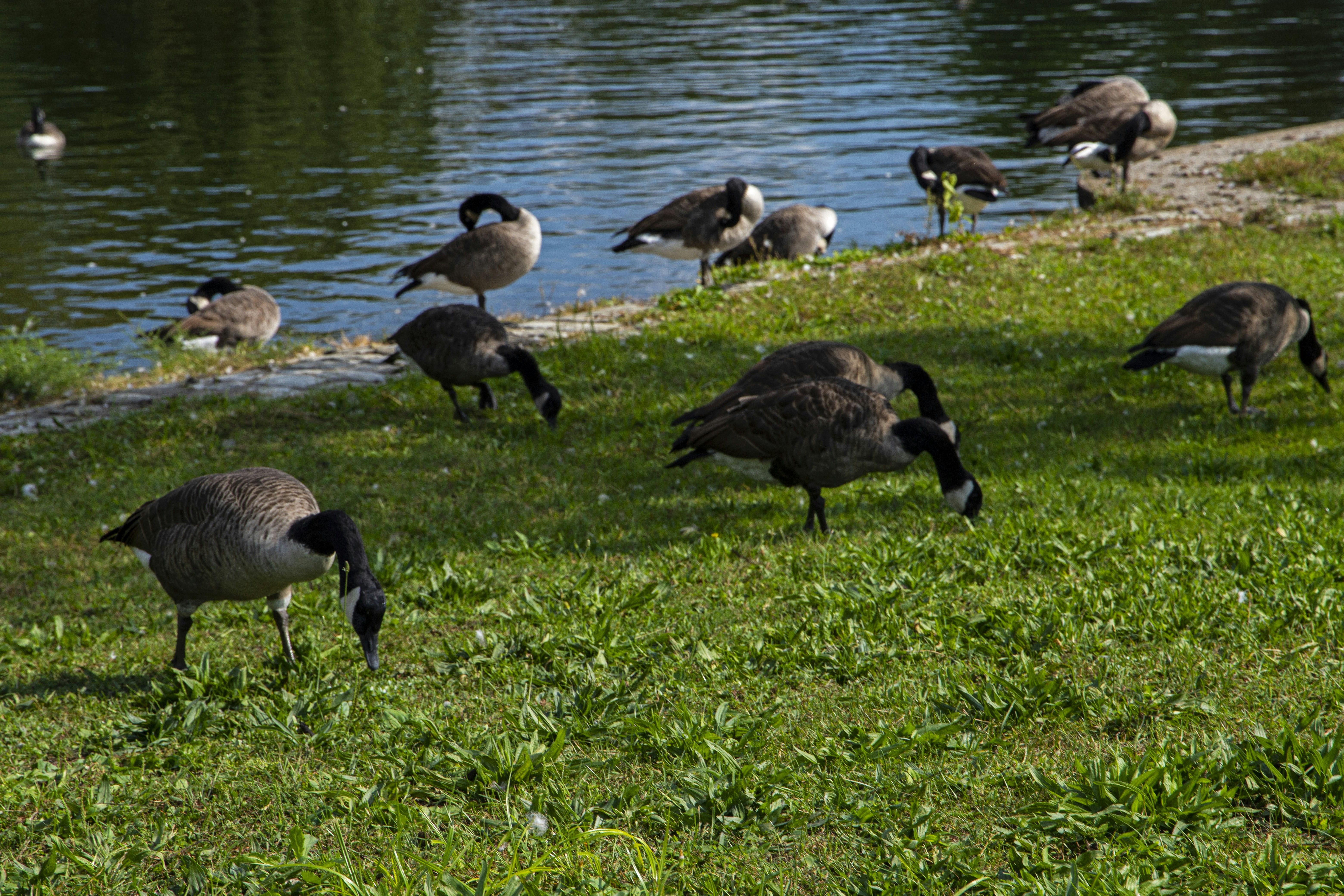 Parc Allegheny Commons Photos | Télécharger des images gratuites sur ...