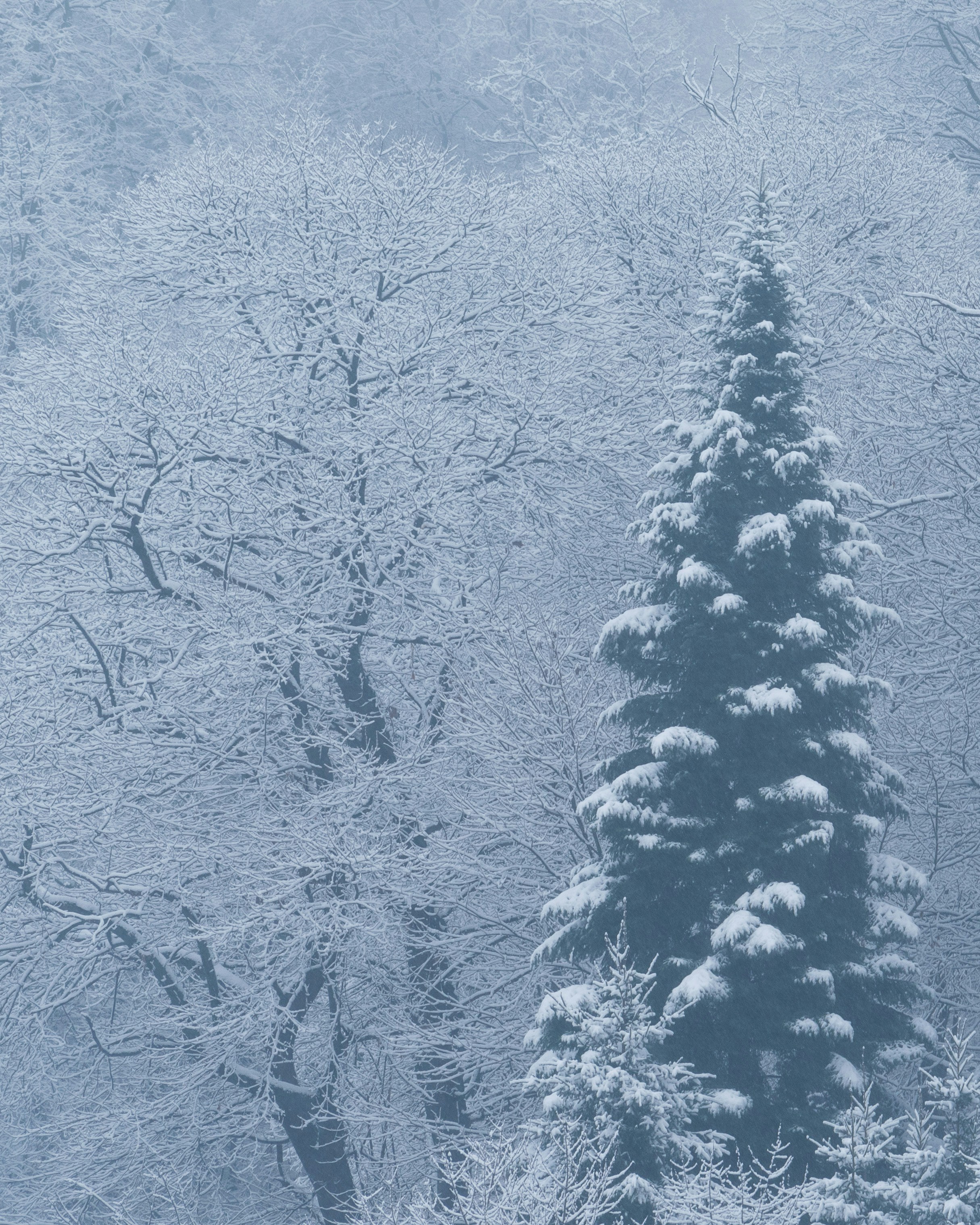 A snow covered tree in the middle of a forest photo – Free Nature Image ...