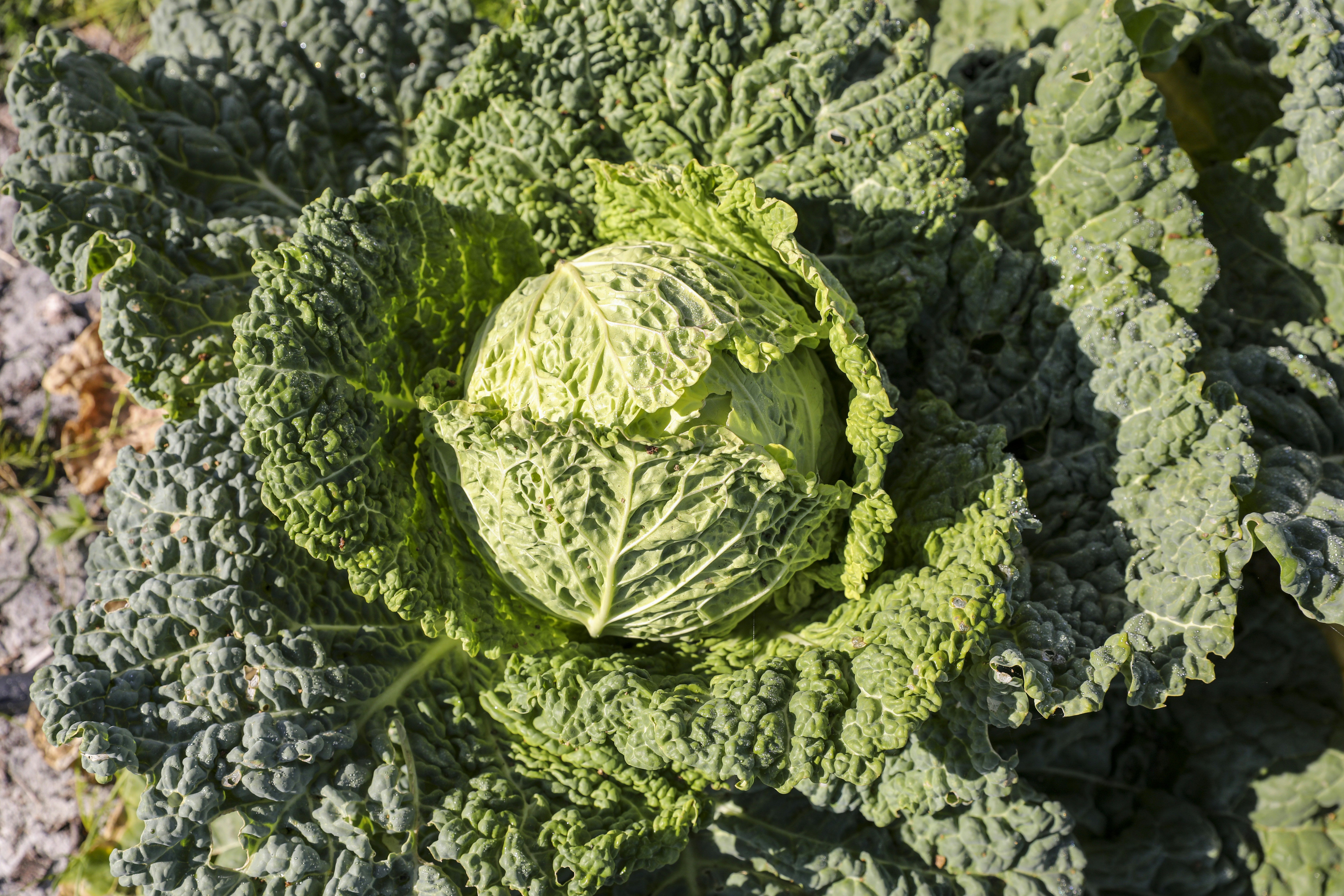 Savoy cabbage nestled among its textured leaves, showcasing vibrant green hues and intricate patterns. Perfectly formed, it stands as a testament to nature’s craftsmanship.