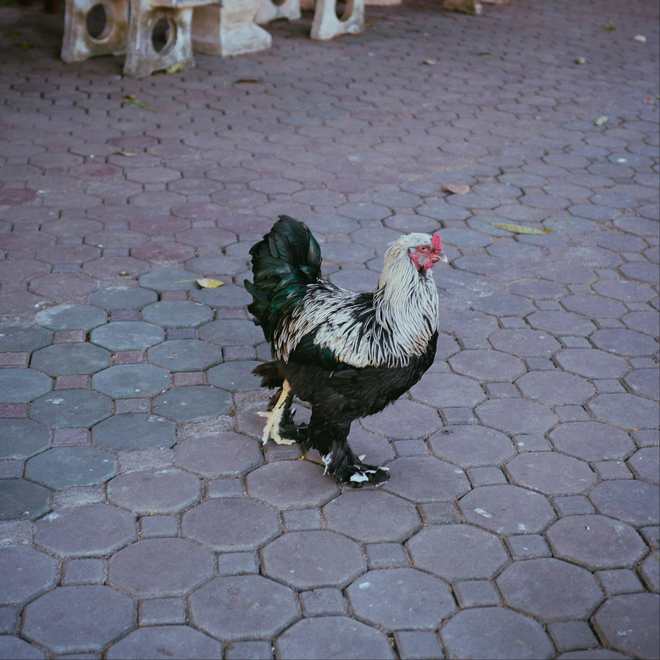 A black and white rooster standing on a brick walkway photo – Free Grey ...