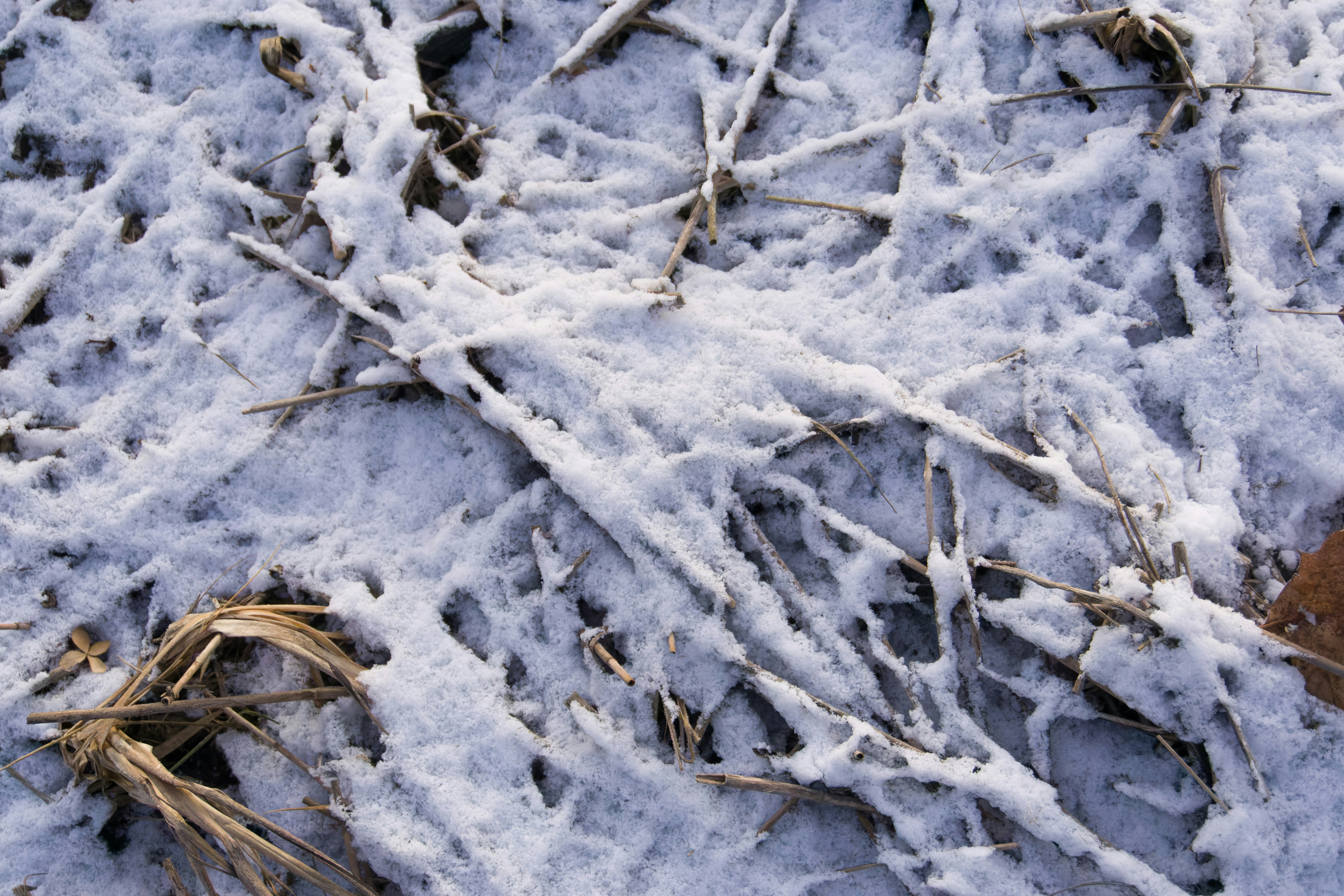 Delicate frost blankets the ground, intertwining with dried grass and twigs, creating a serene winter tableau.