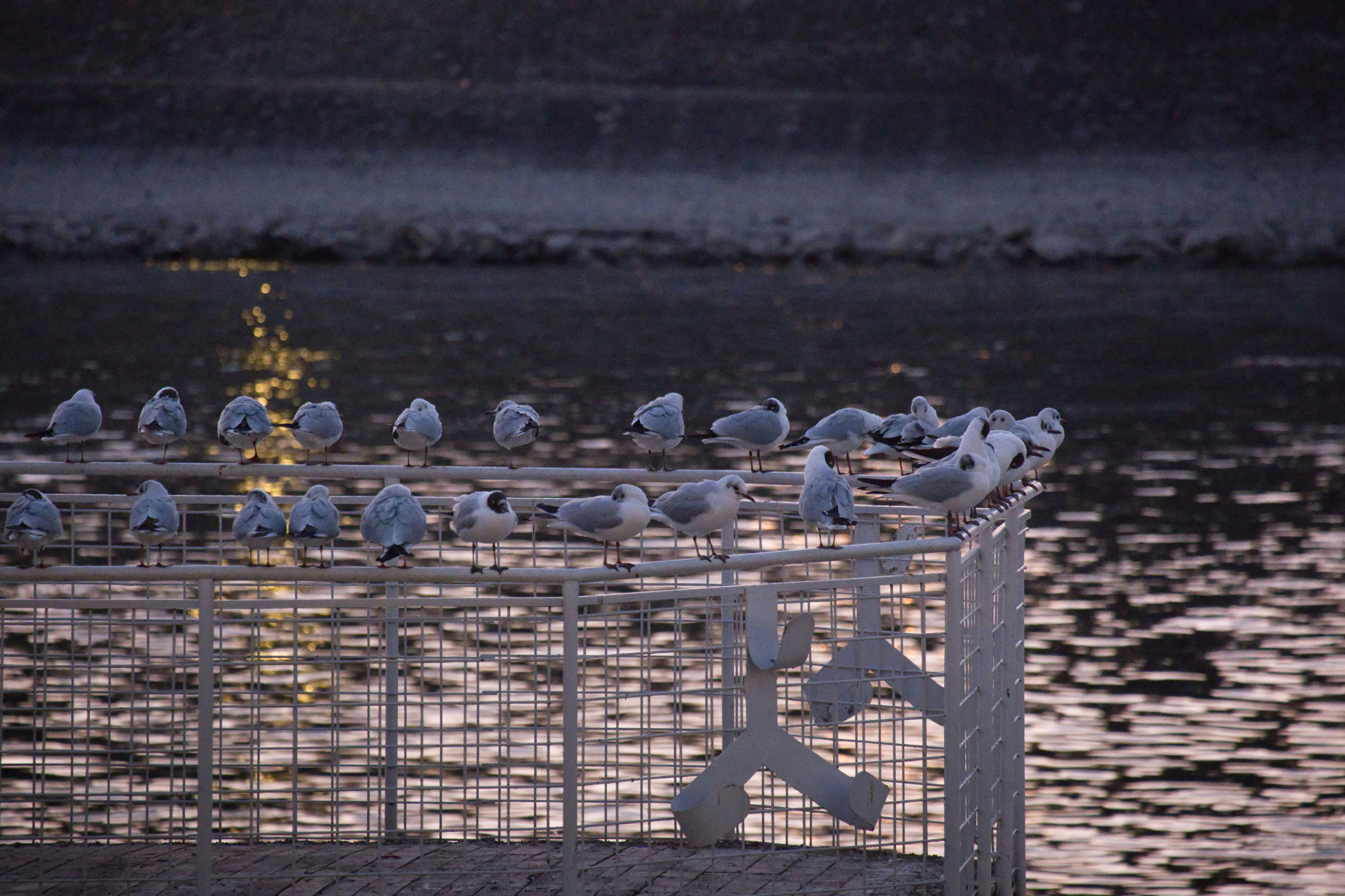 Twilight Gull Assembly on a Weathered Harbor Fence