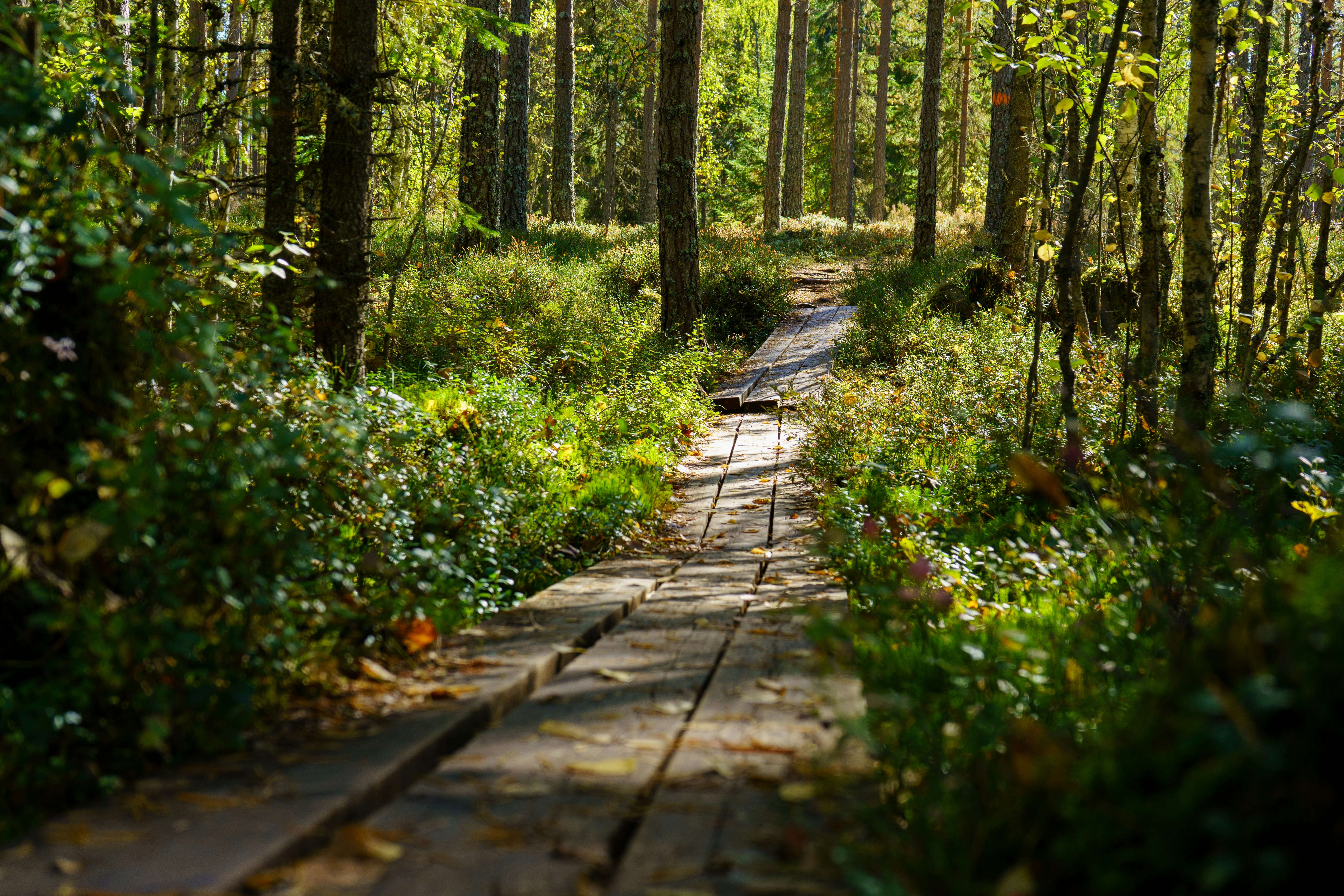 Un chemin en bois au milieu d’une forêt photo – Photo 스웨덴 Gratuite sur ...