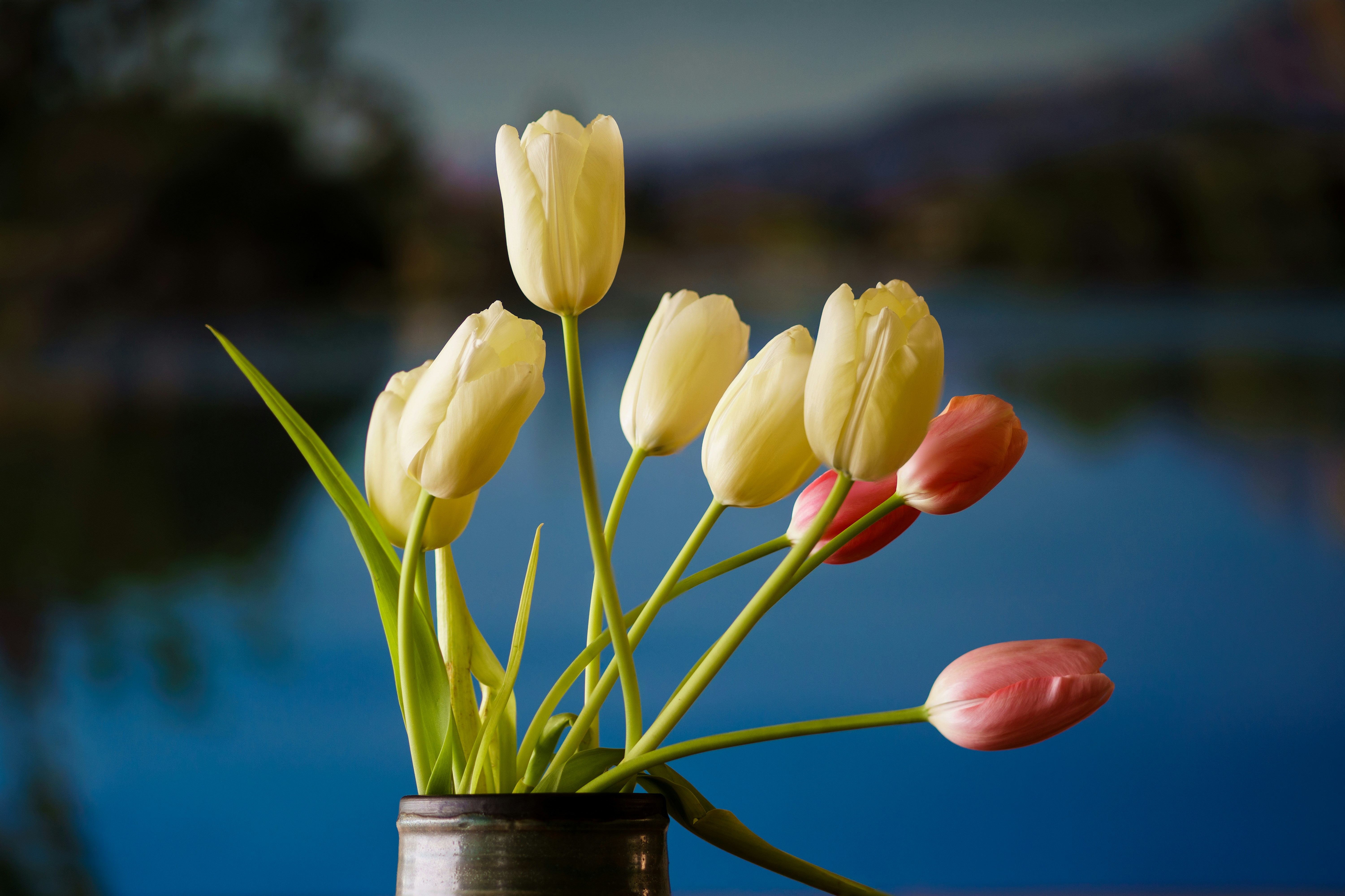 Pale Tulips in a Glass Vase Framed by a Serene Blue Lake Backdrop
