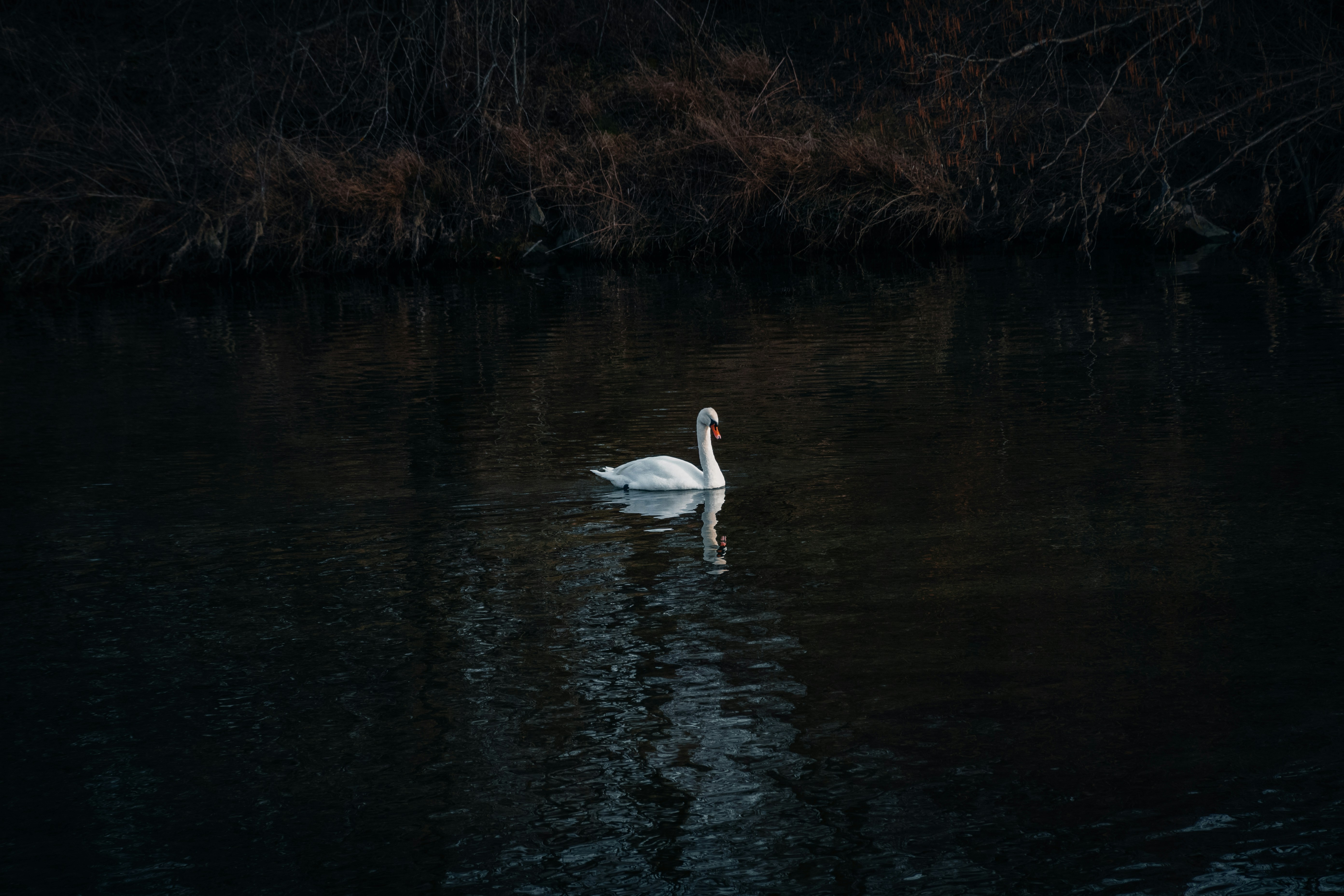 a white swan floating on top of a body of water