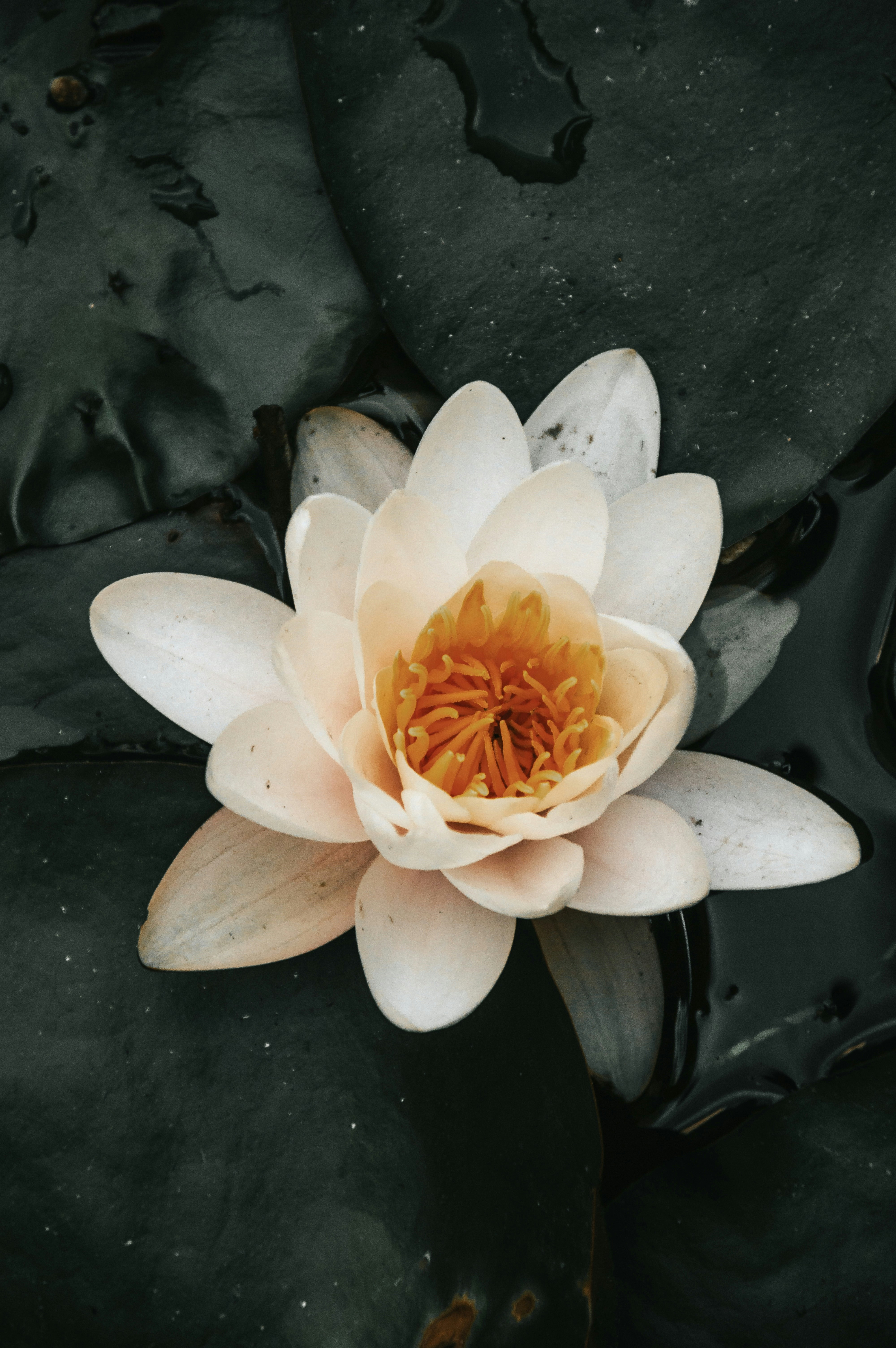 Water Lily Bloom Centerstage: Cream Petals Against Dusky Green Pads