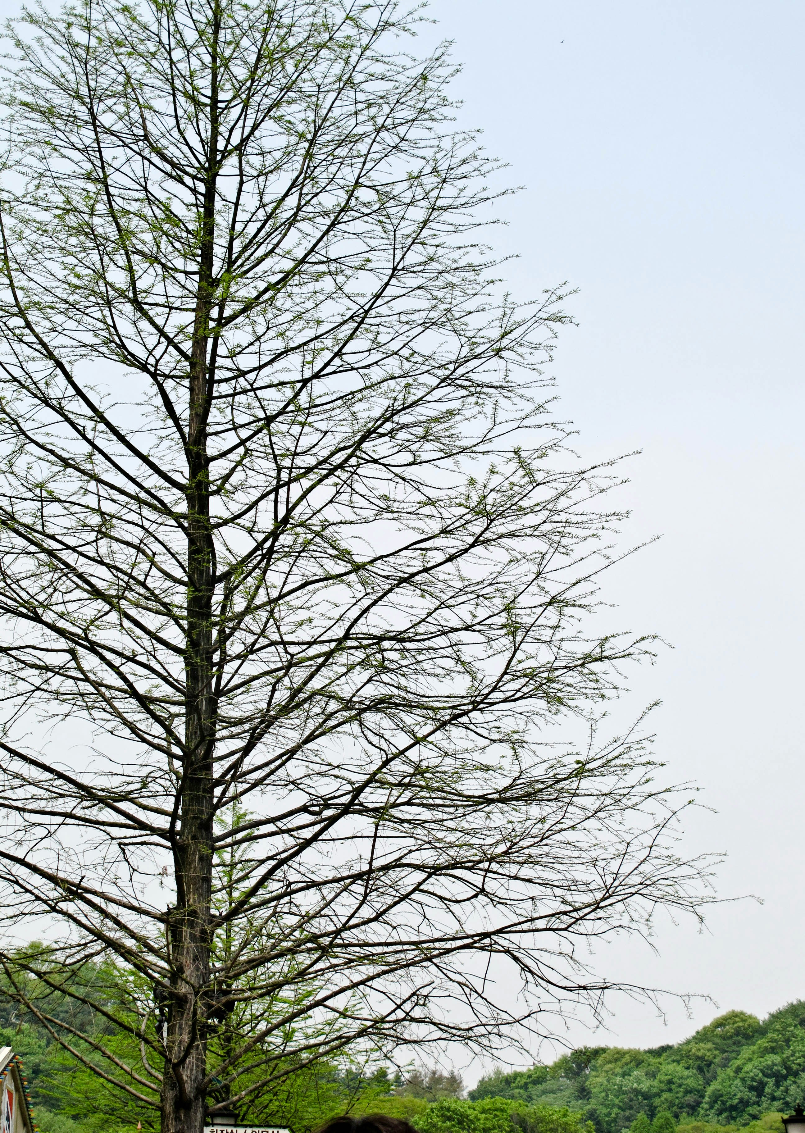 Foto Un árbol sin hojas en un campo – Imagen Corea del Sur gratis en ...