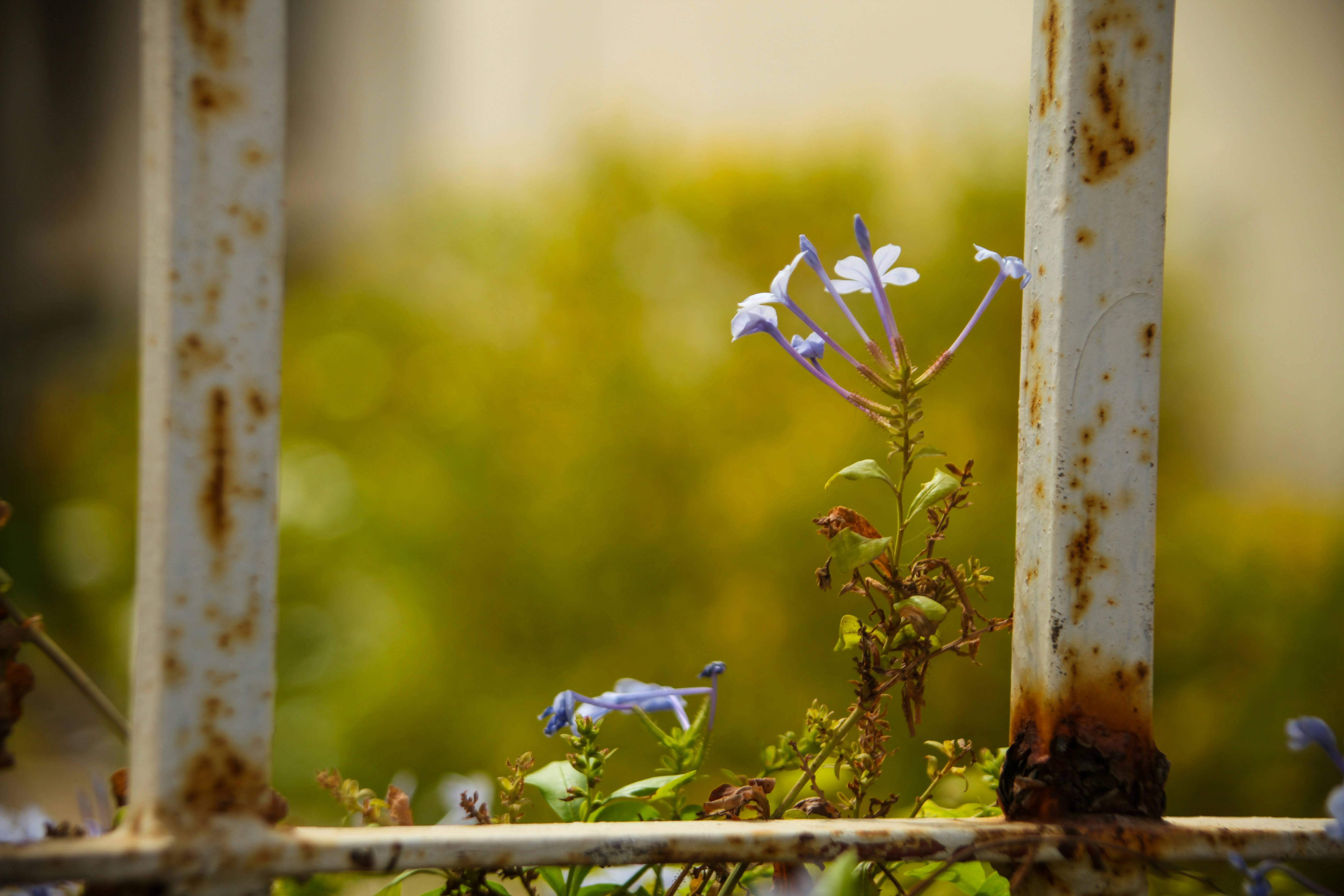 Blue Bloom Through a Rusted Lattice: Delicate Color Amid Weathered Steel