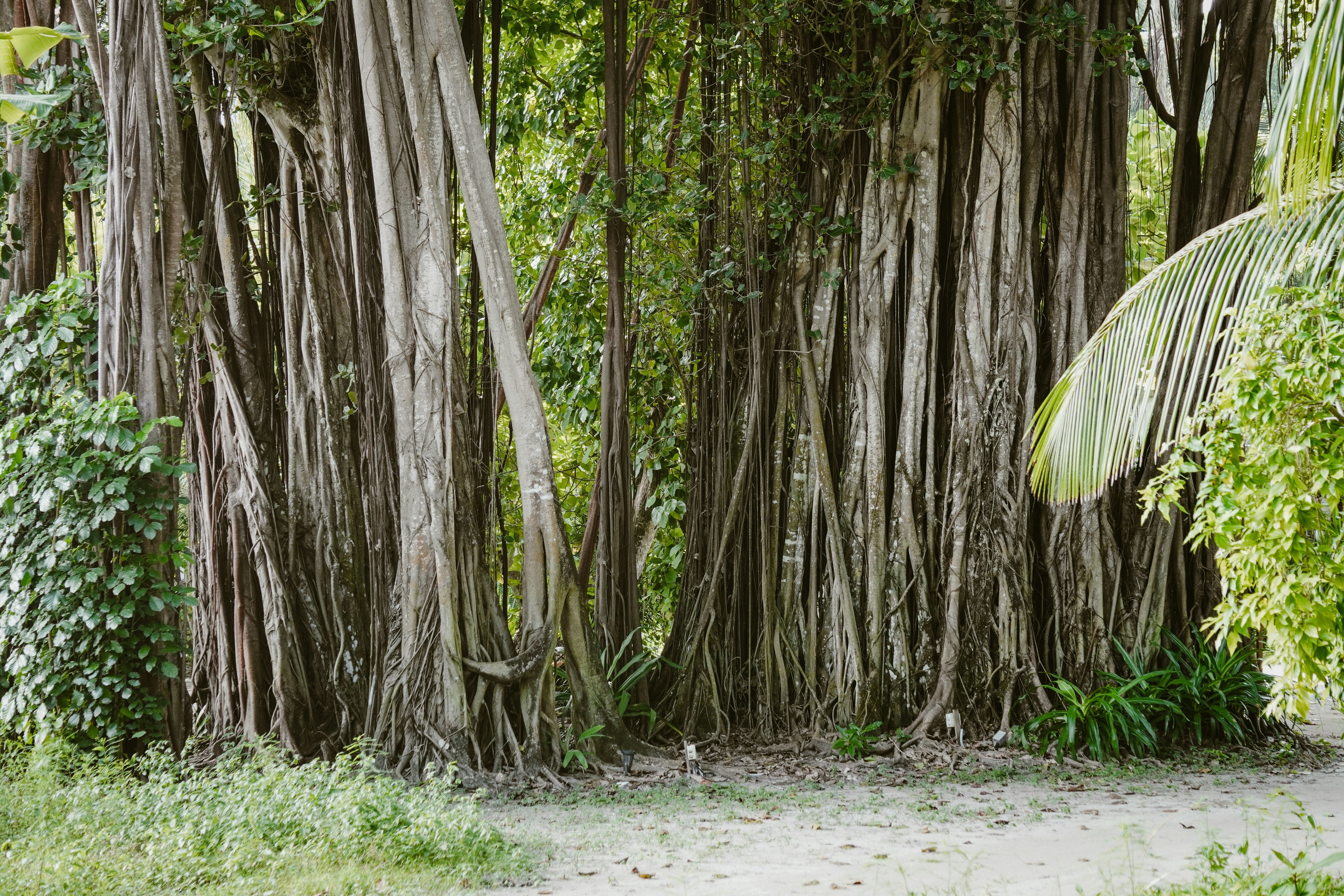 Rooted Colonnade: a natural corridor of intertwining trunks