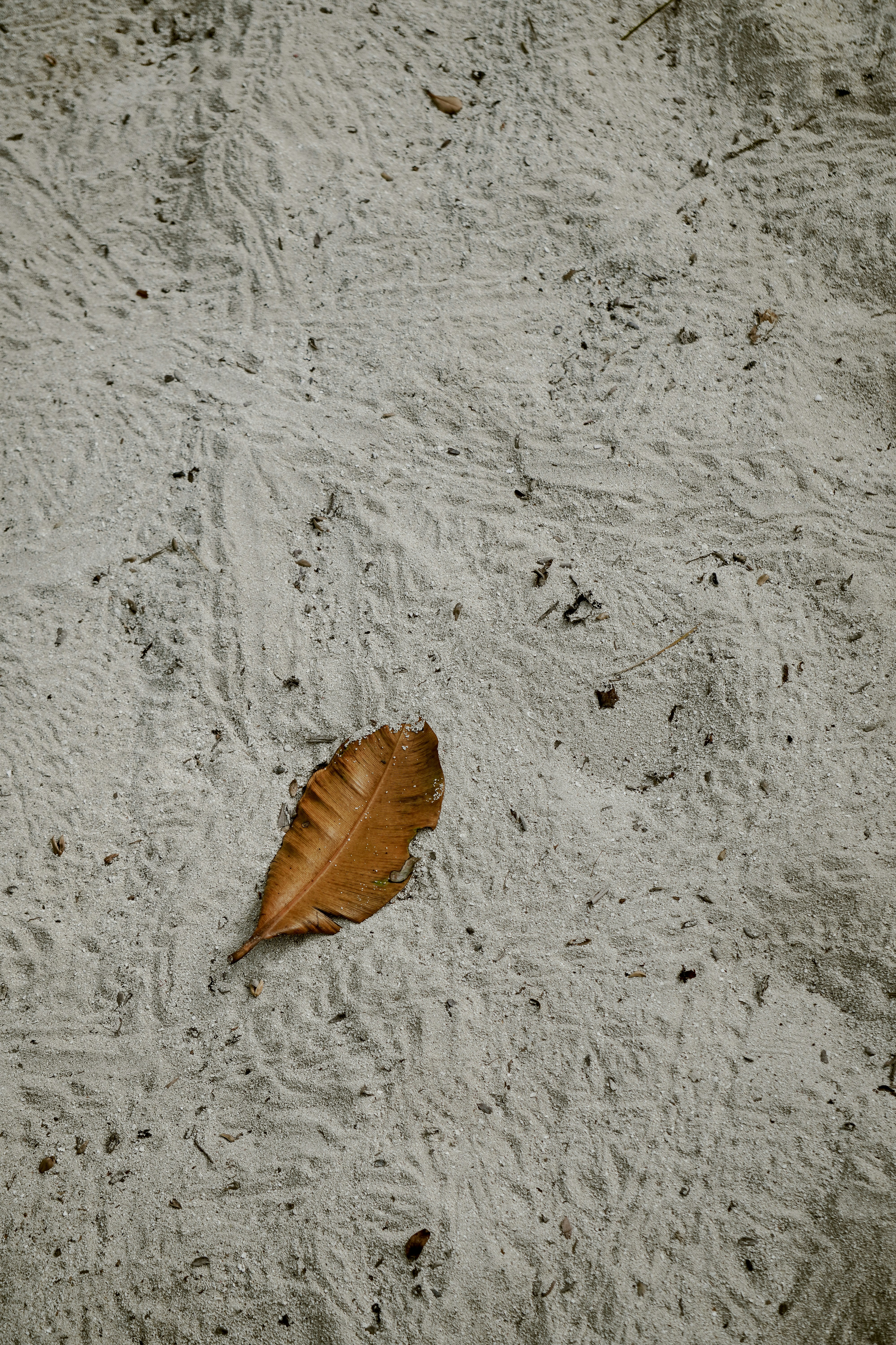 Photo by Adam Bignell with Sony Alpha 6400