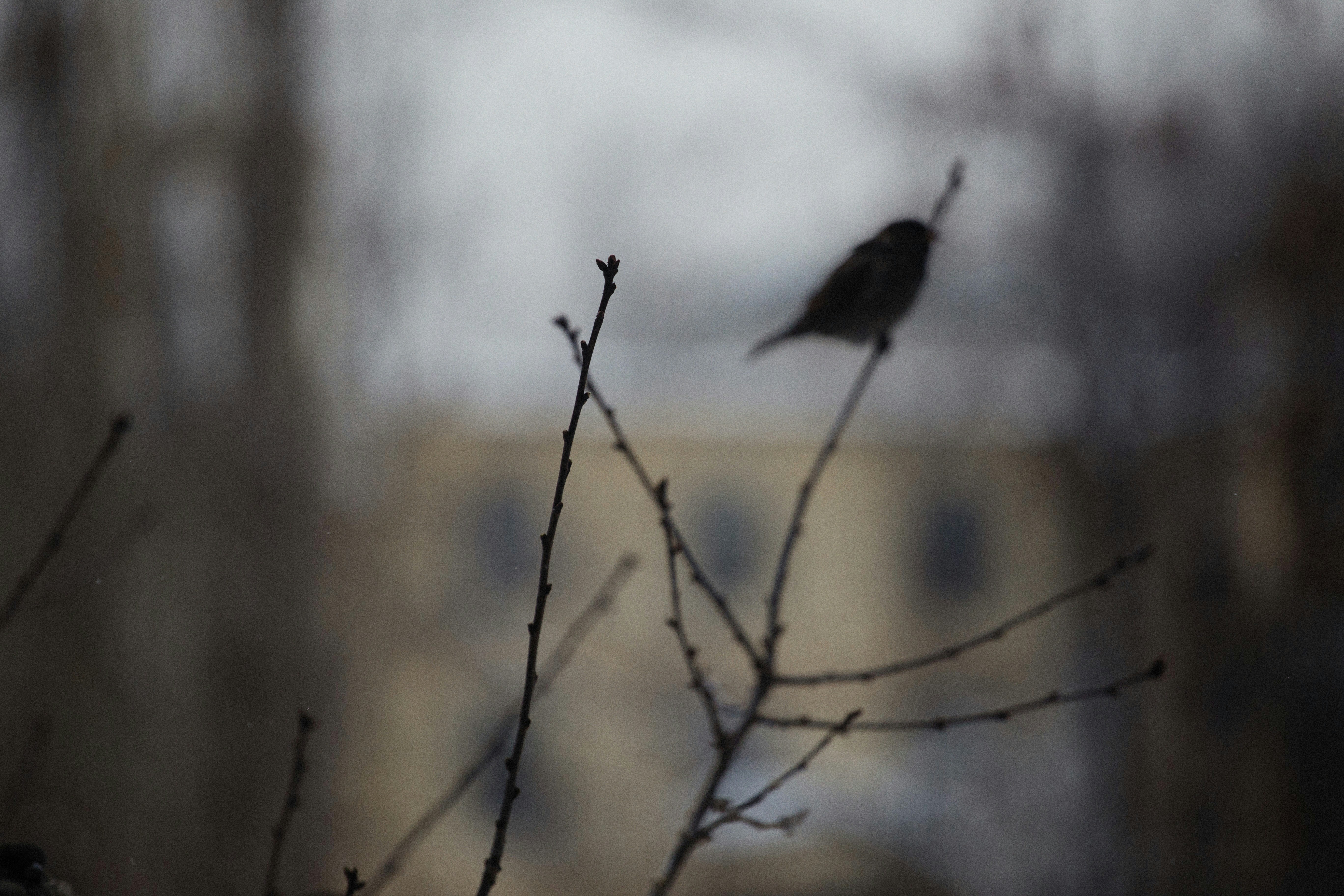 a small bird sitting on top of a tree branch