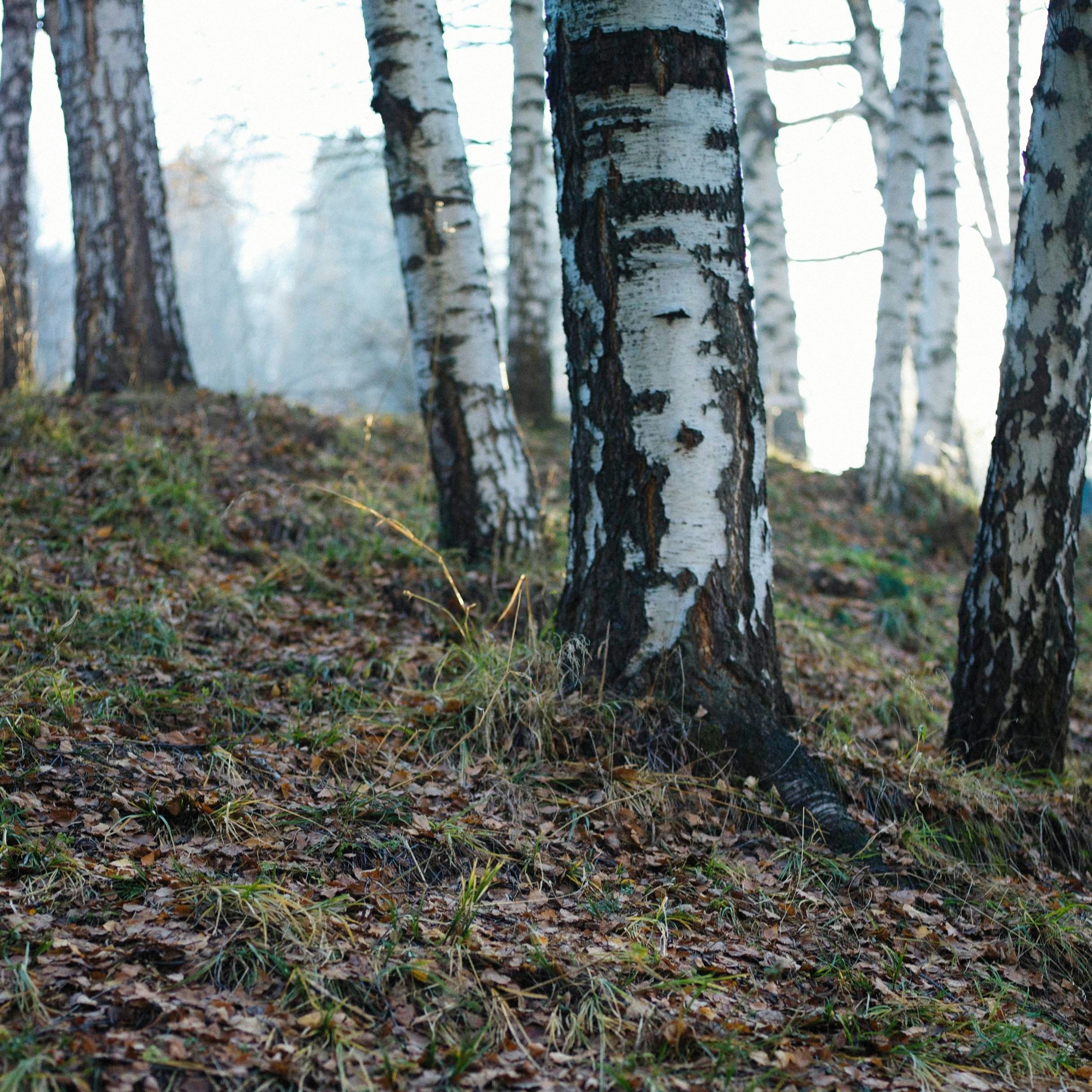 Birch Trunk Colonnade in Quiet Morning Light