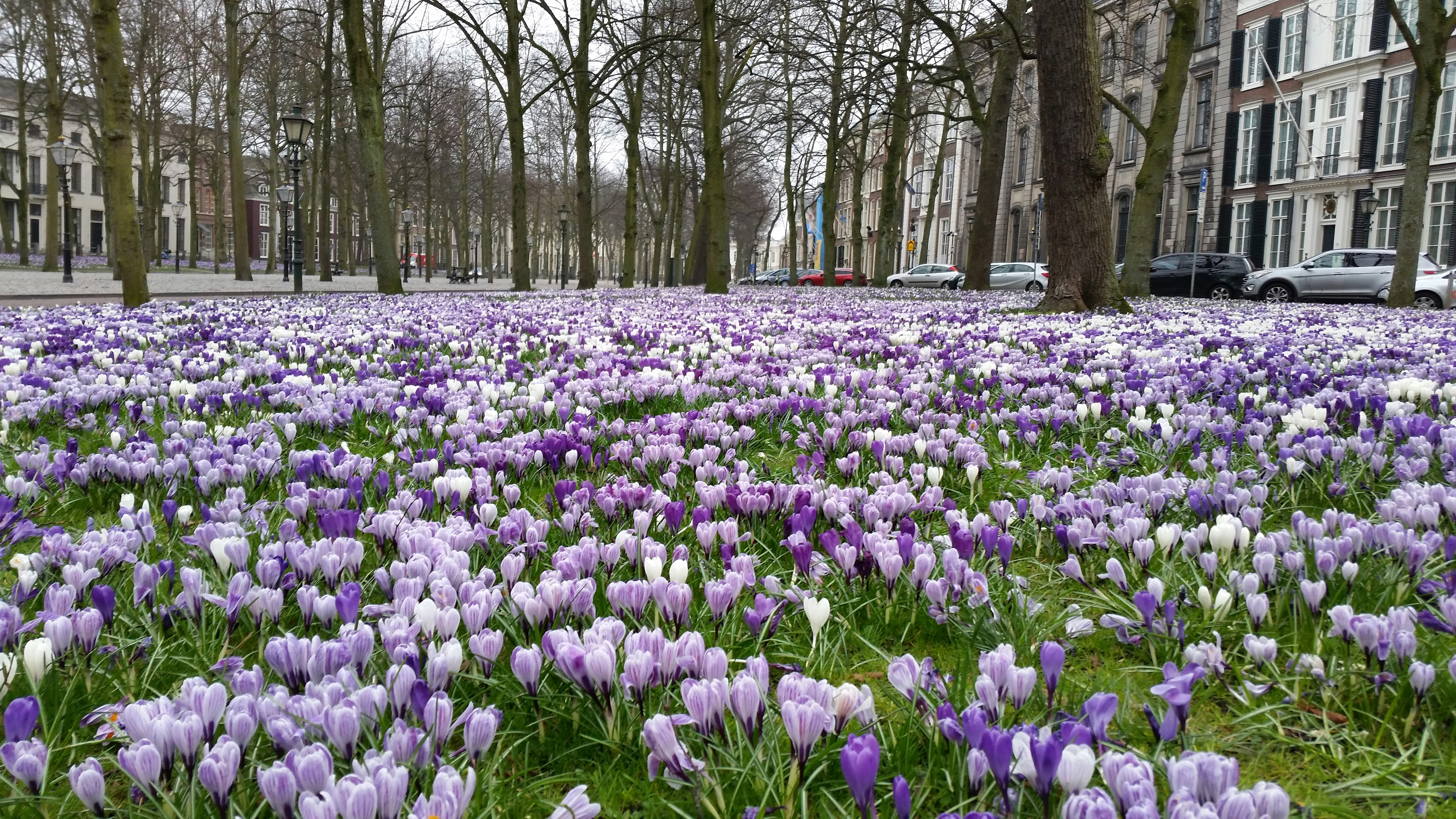Urban Crocus Carpet