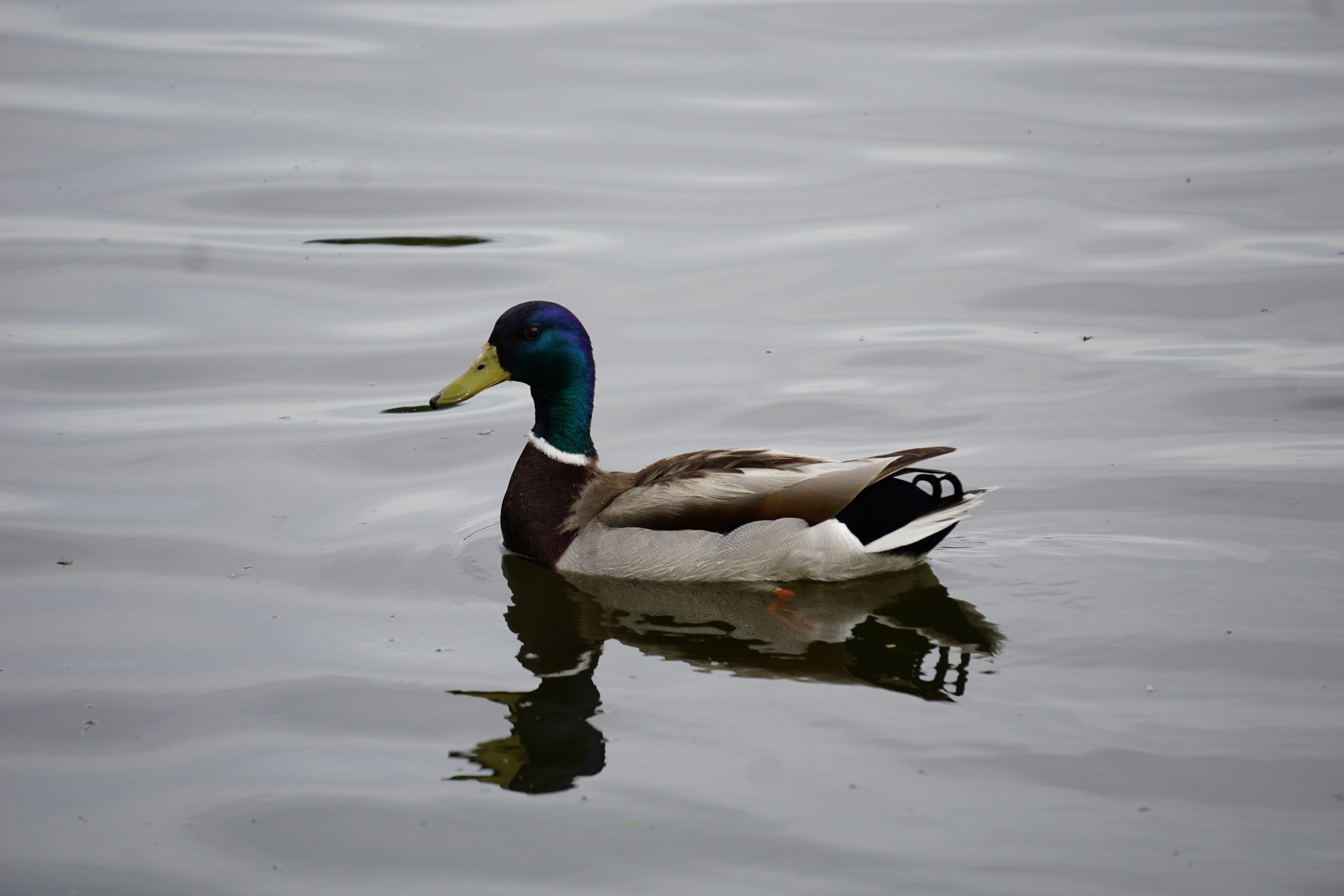 A duck floating on top of a body of water photo – Free Waterfowl Image ...