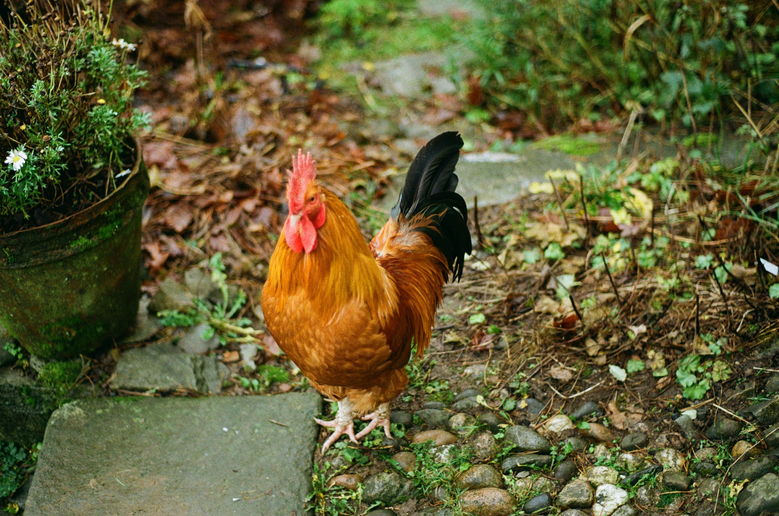 Rooster in sunlit garden path surveying its domain