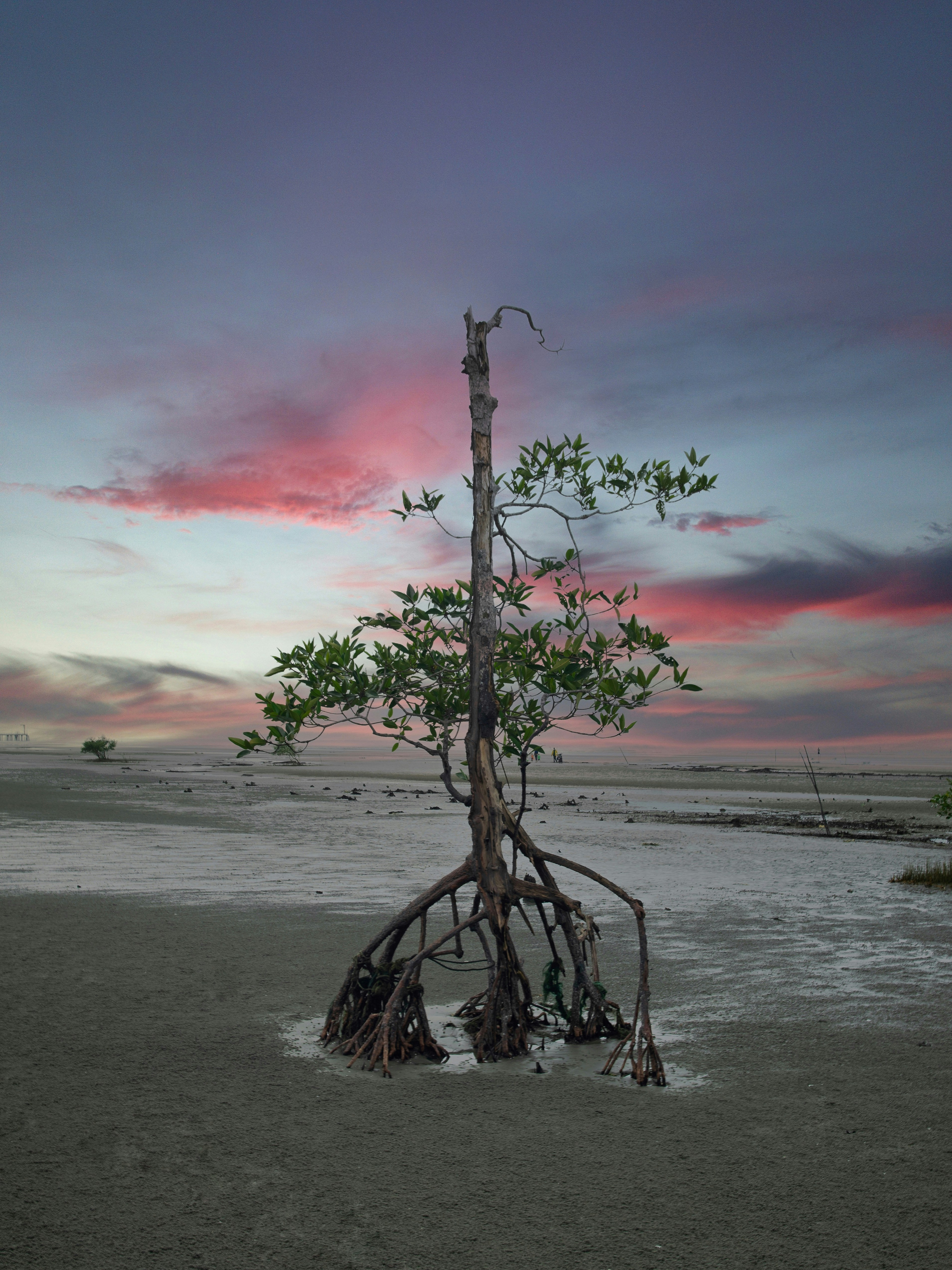 A tree that is sitting in the sand photo – Free Jalan bagan lalang ...