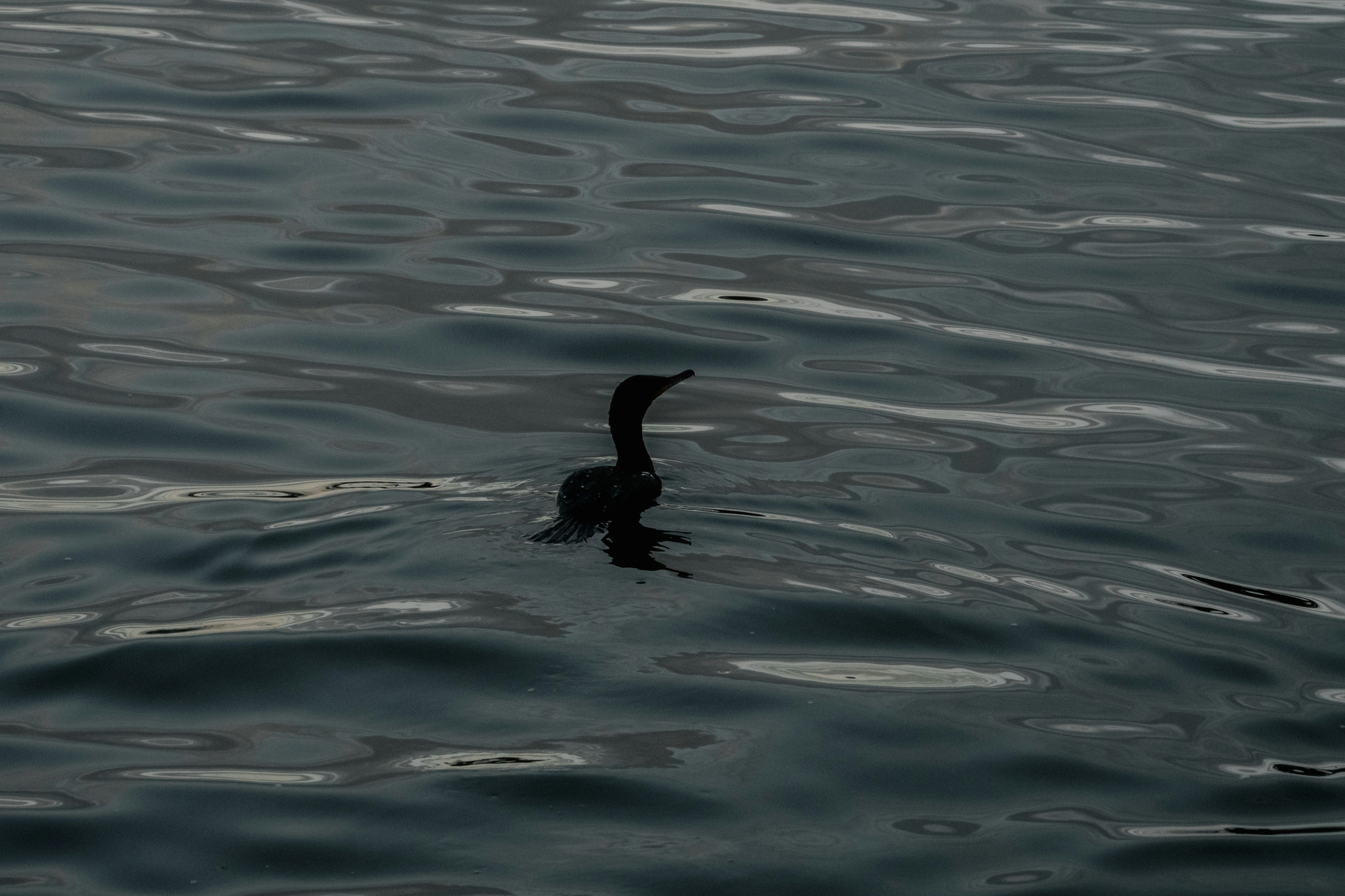 Cormorant swimming gracefully through dark, rippling water, creating subtle reflections on the surface.