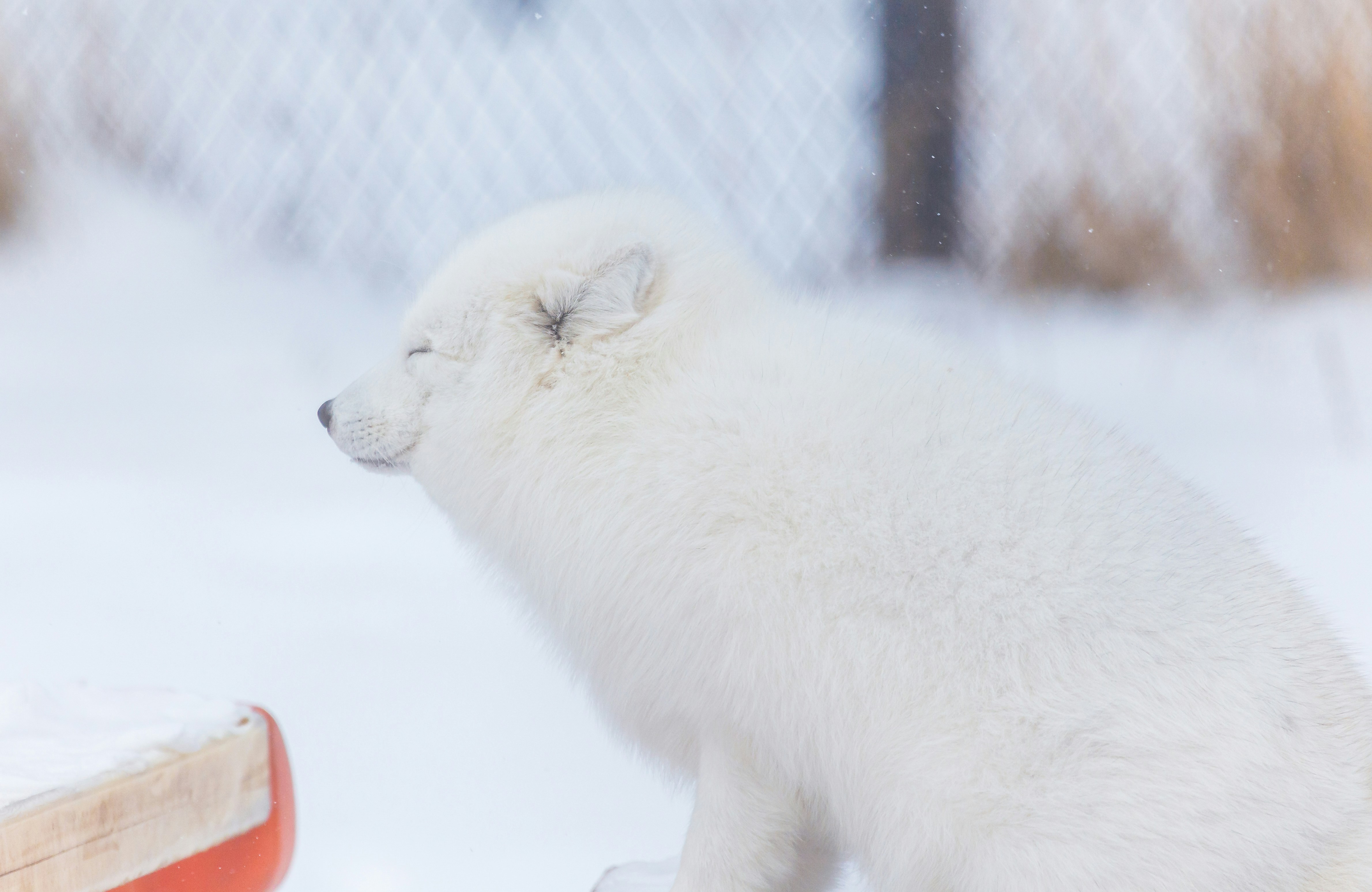 An Arctic fox sits quietly in a snowy landscape, its plush white fur blending with the surroundings. The soft snowfall adds a tranquil atmosphere.
