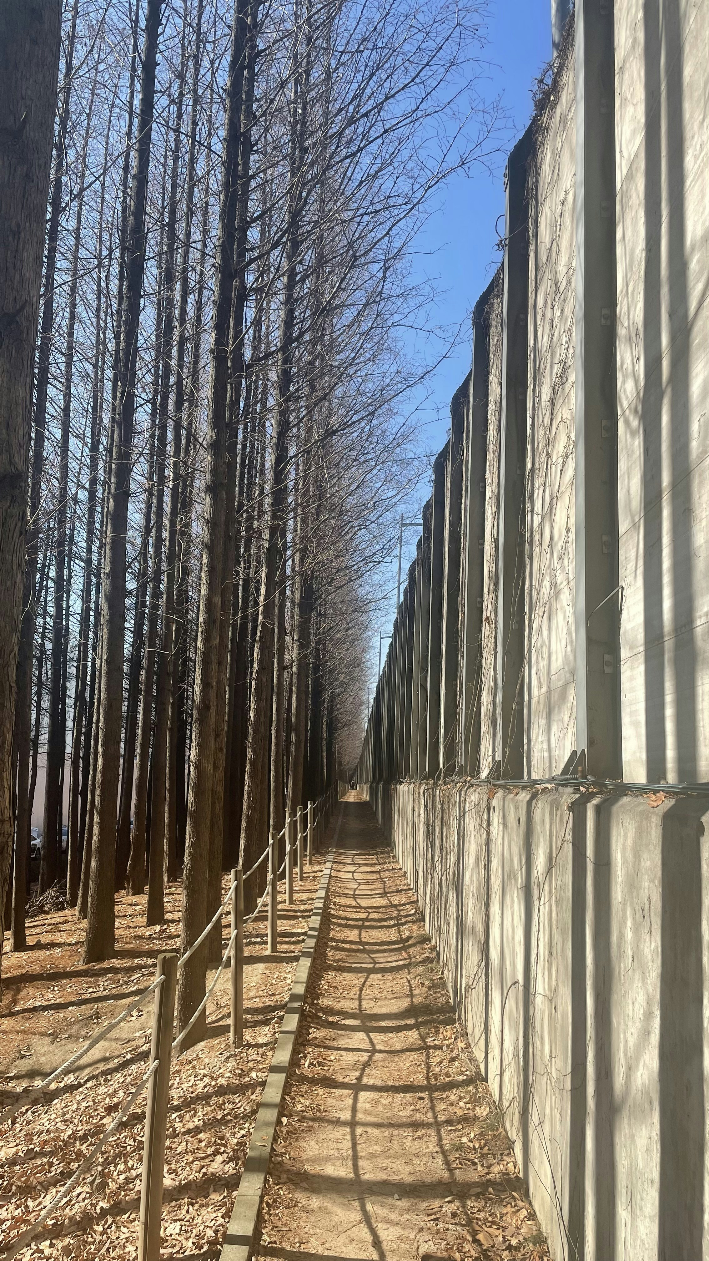 Vanishing Corridor: Sunlit Path Between Tree Lines and a Monolithic Wall