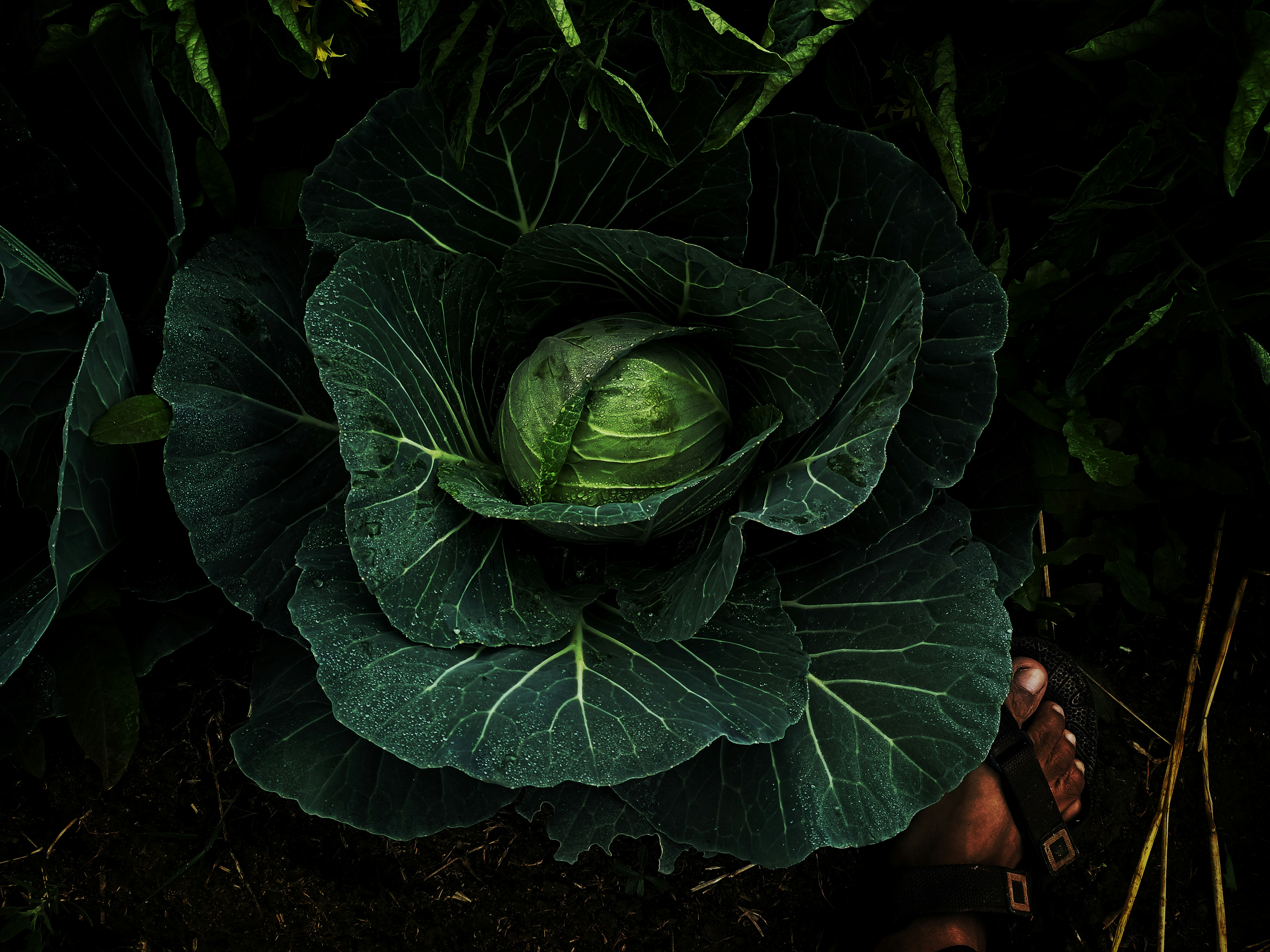A person holding a green cabbage in their hand photo – Free Food Image ...