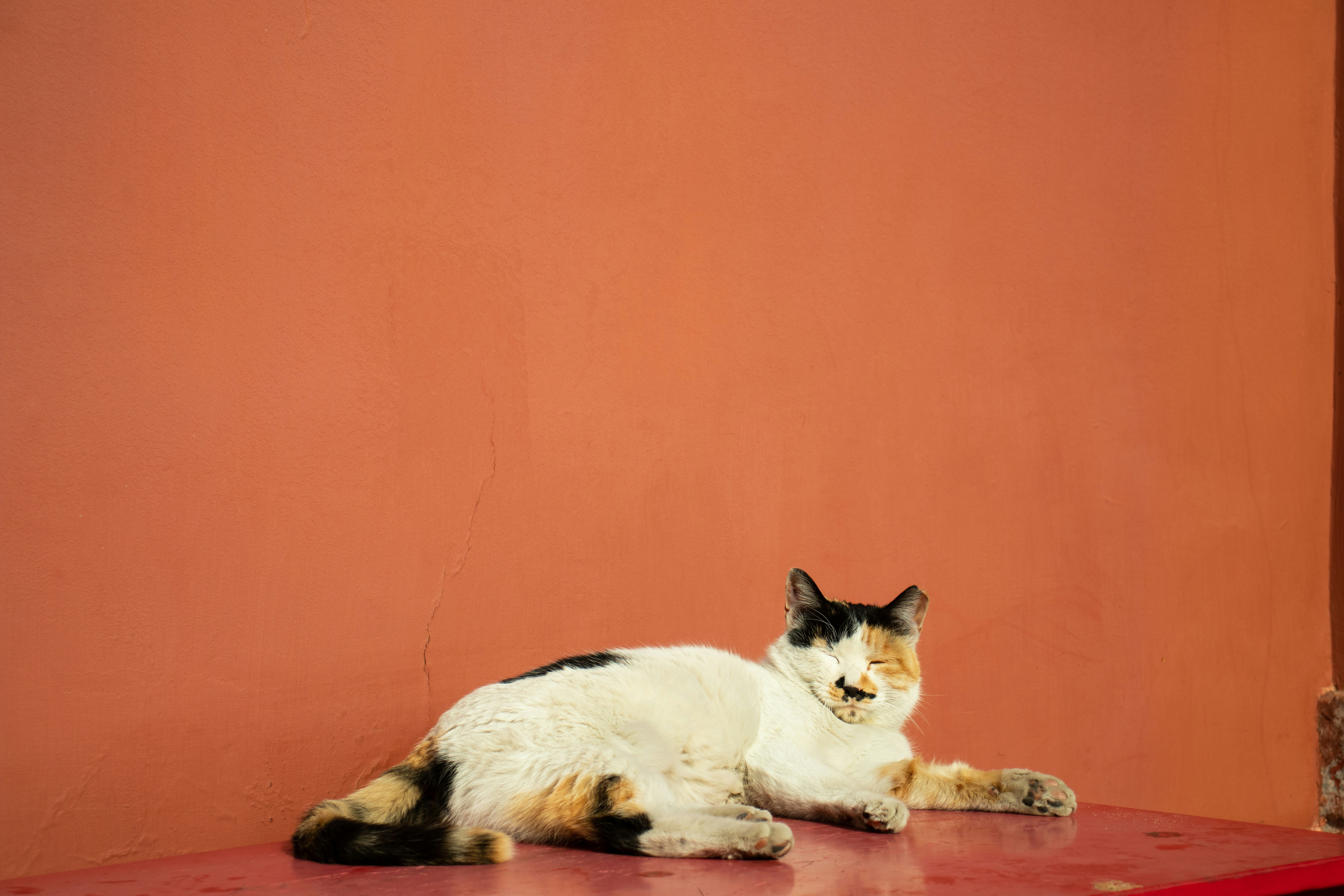 Calico Guardian Resting on a Warm Terrace