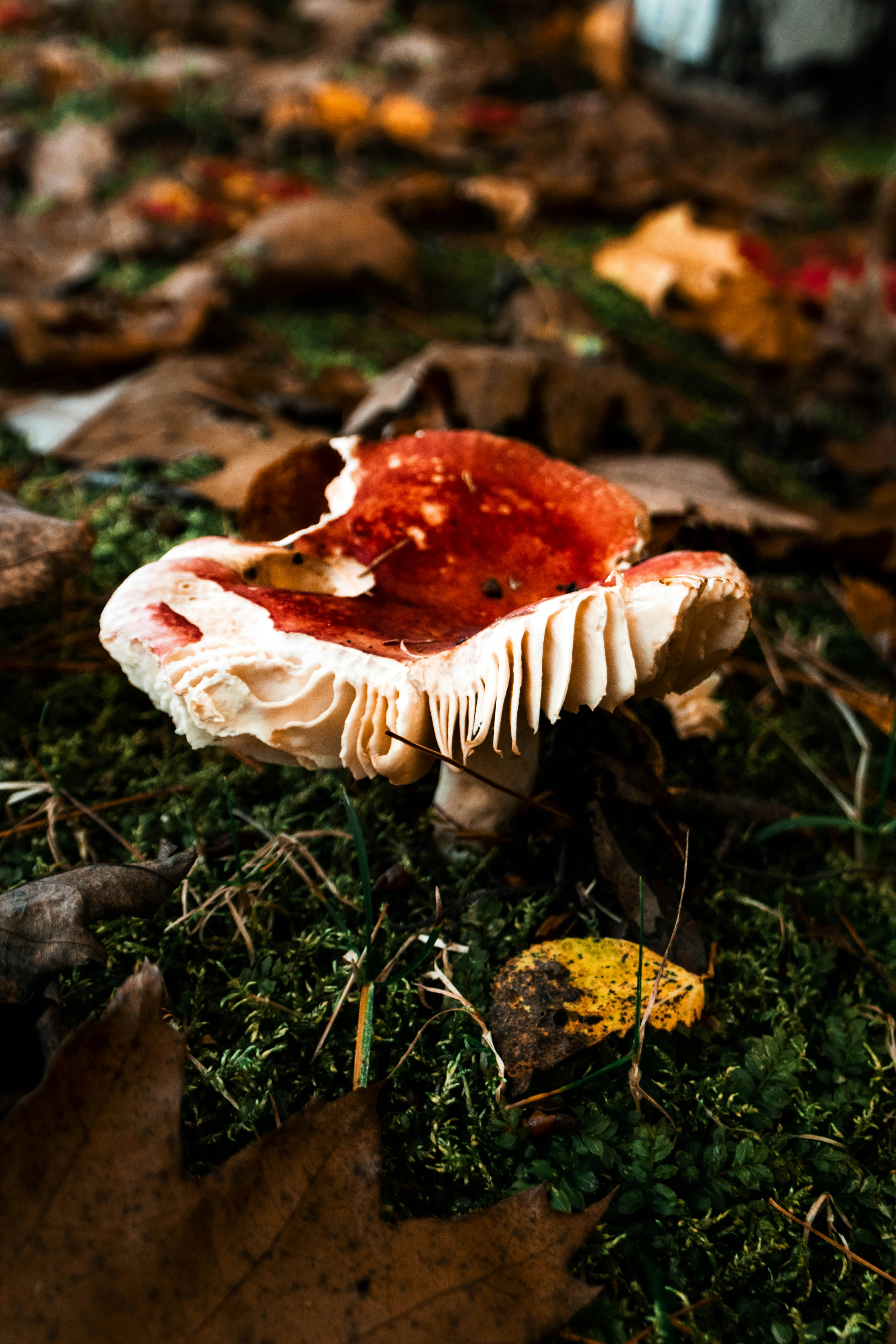 Scarlet Cap on Moss: Close-Up of a Forest Floor Mushroom