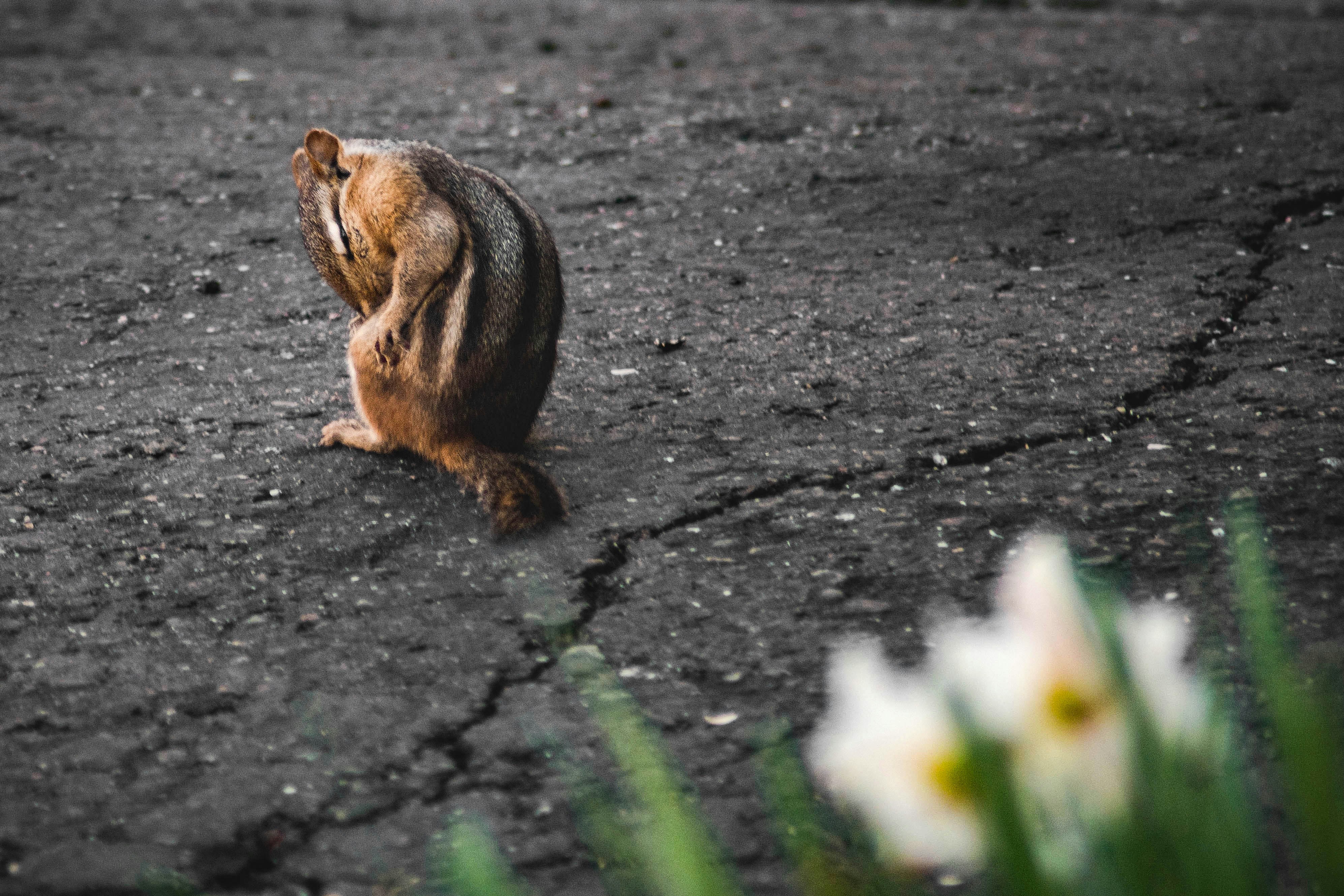 Foto Un gato sentado en el suelo mirando al suelo – Imagen EE.UU gratis ...