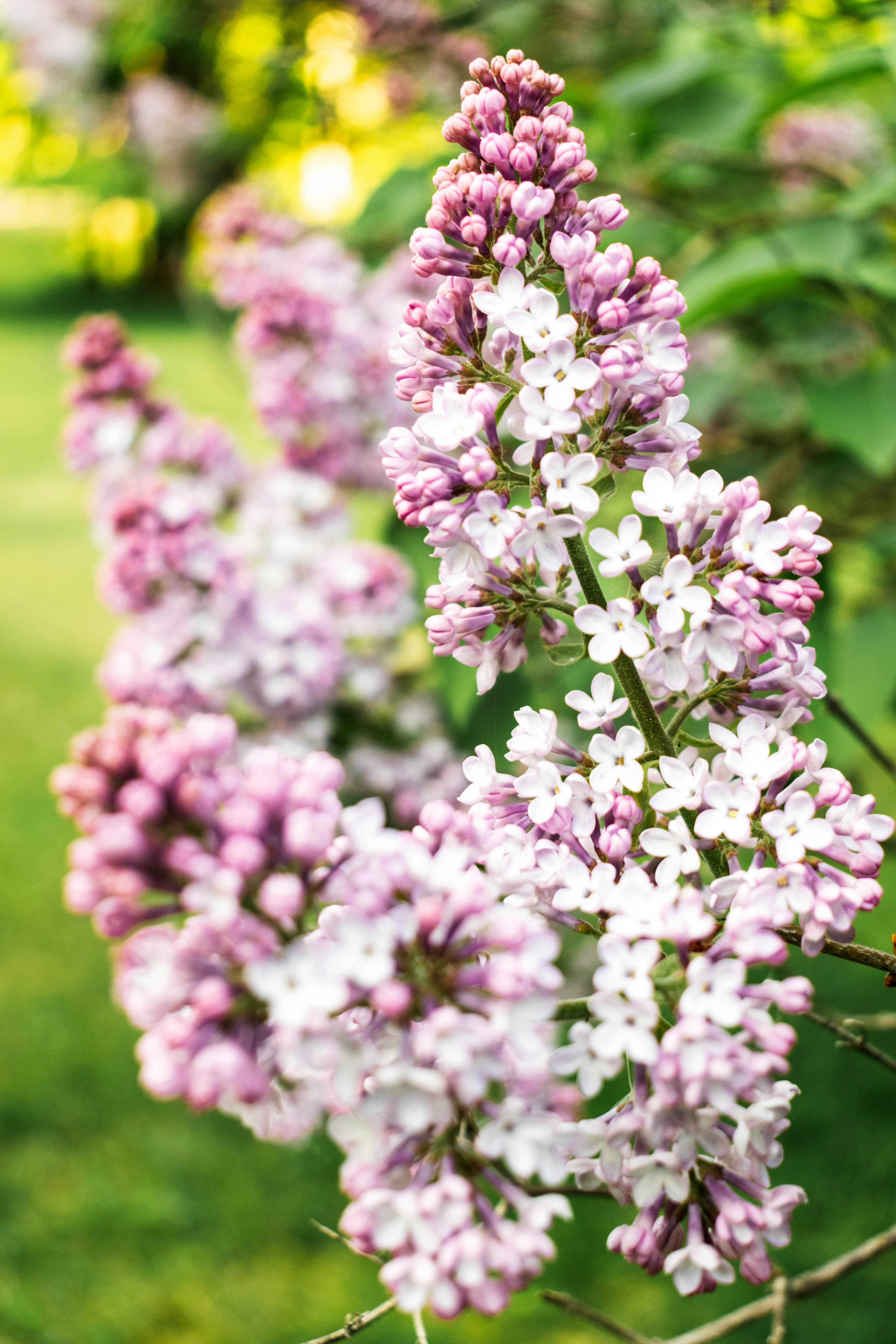 Lilac Cascade in Soft Focus Garden