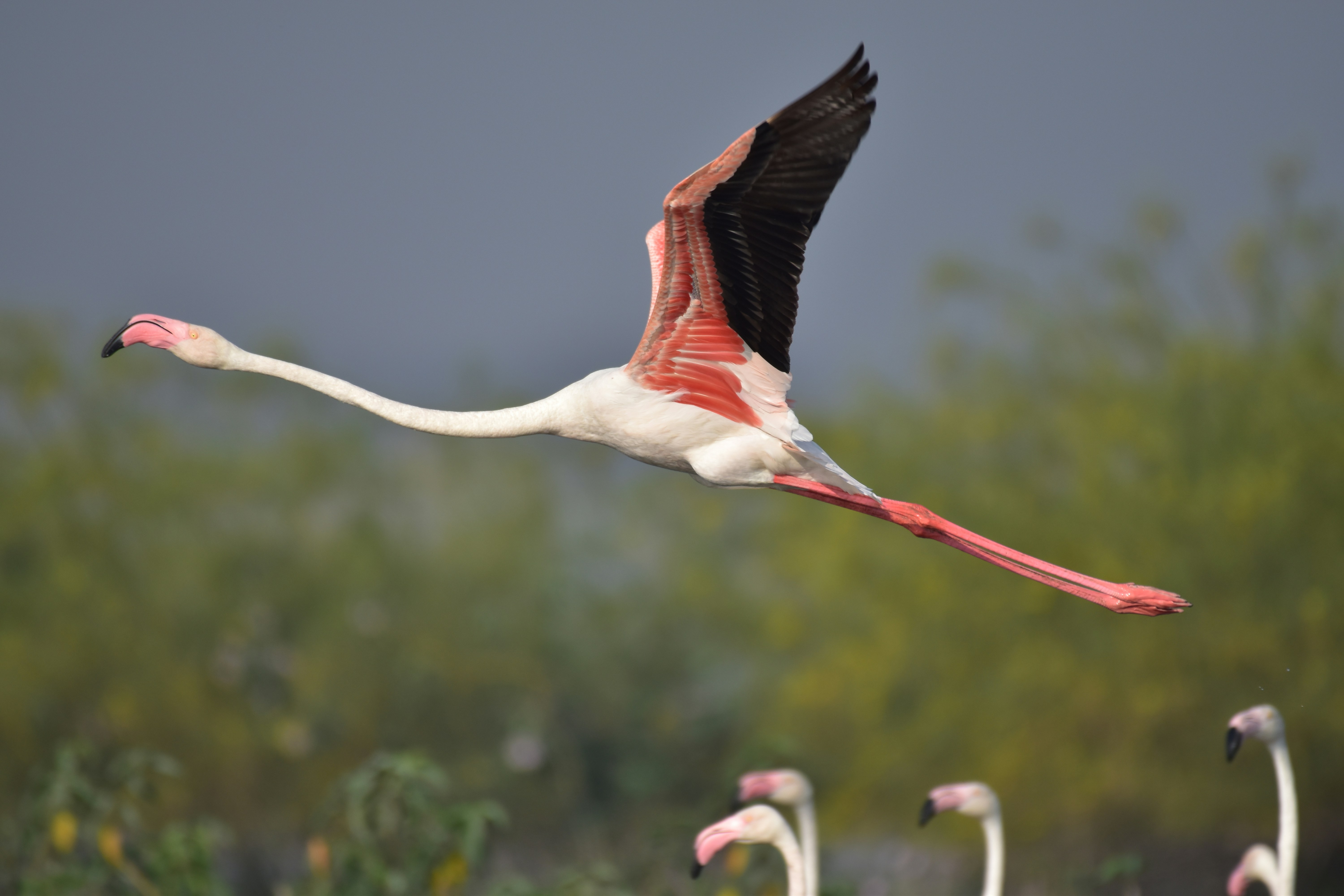 Foto Un flamenco volando en el aire con otros flamencos en el fondo ...