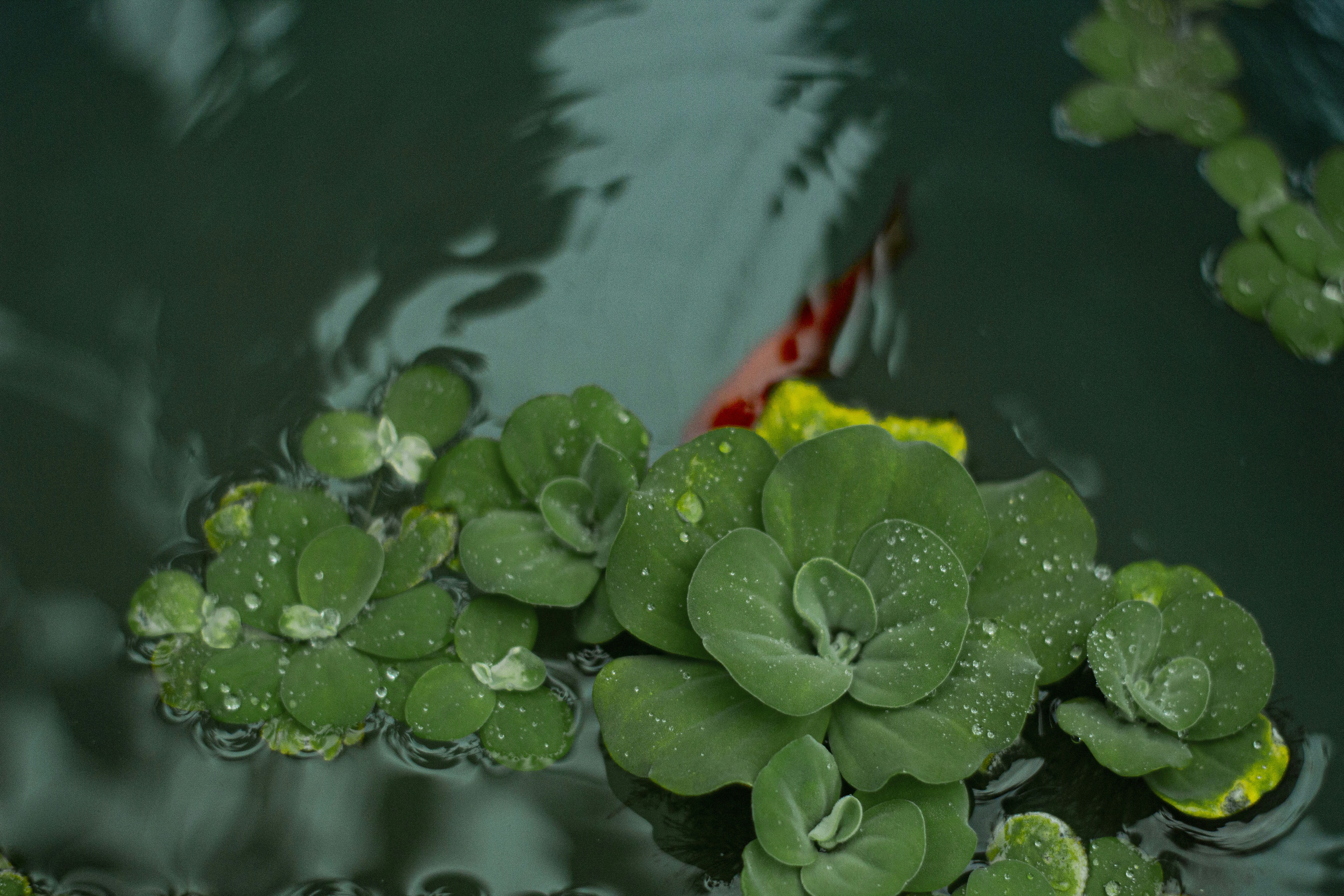 Water lilies with dewdrops float alongside a koi fish in a tranquil pond.
