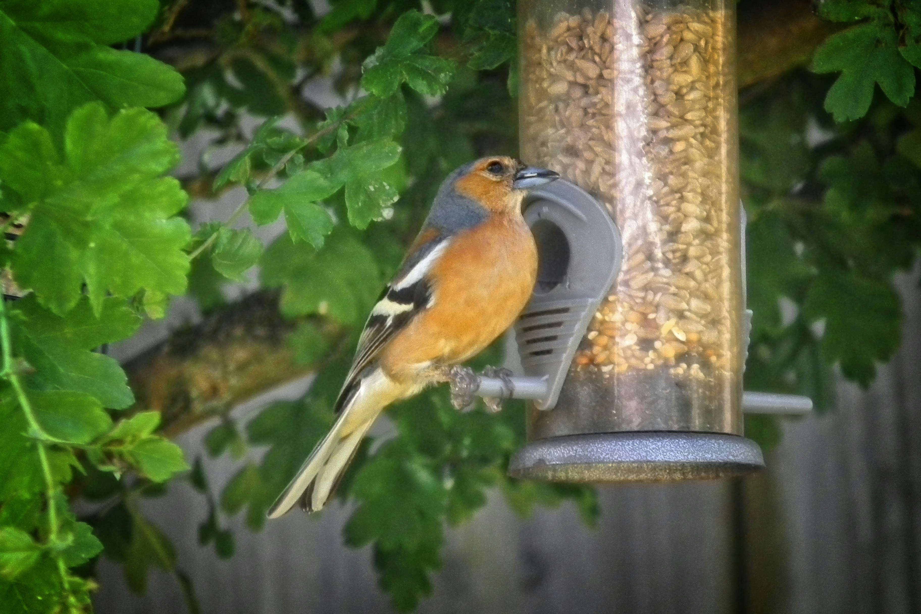 Orange-chested finch perches on a seed feeder amid green leaves in a backyard setting.