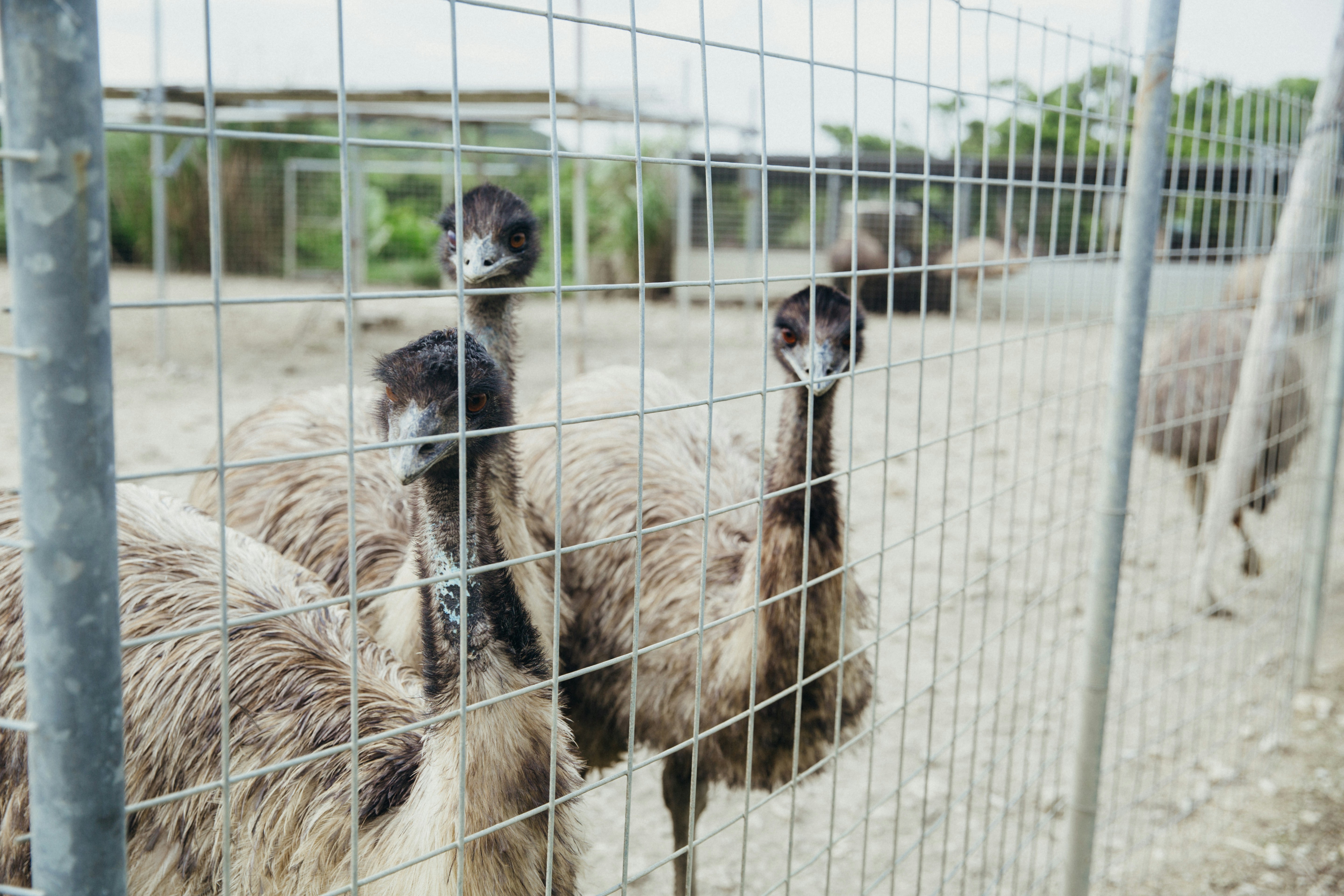 Three emus peering through a wire fence in a farm enclosure, showcasing their inquisitive nature.