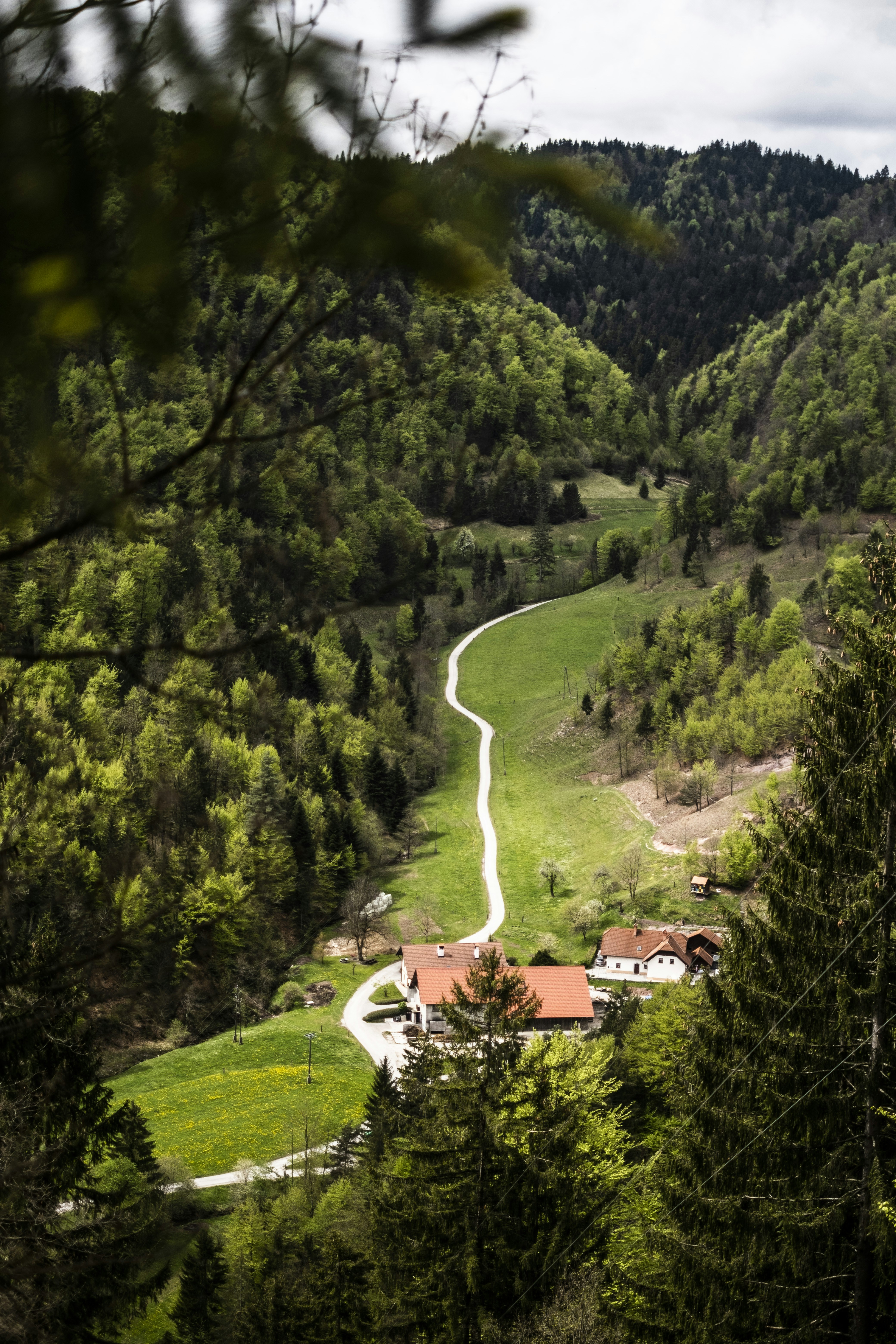 Meandering White Road to a Red-Roofed Haven in a Pine-Valley