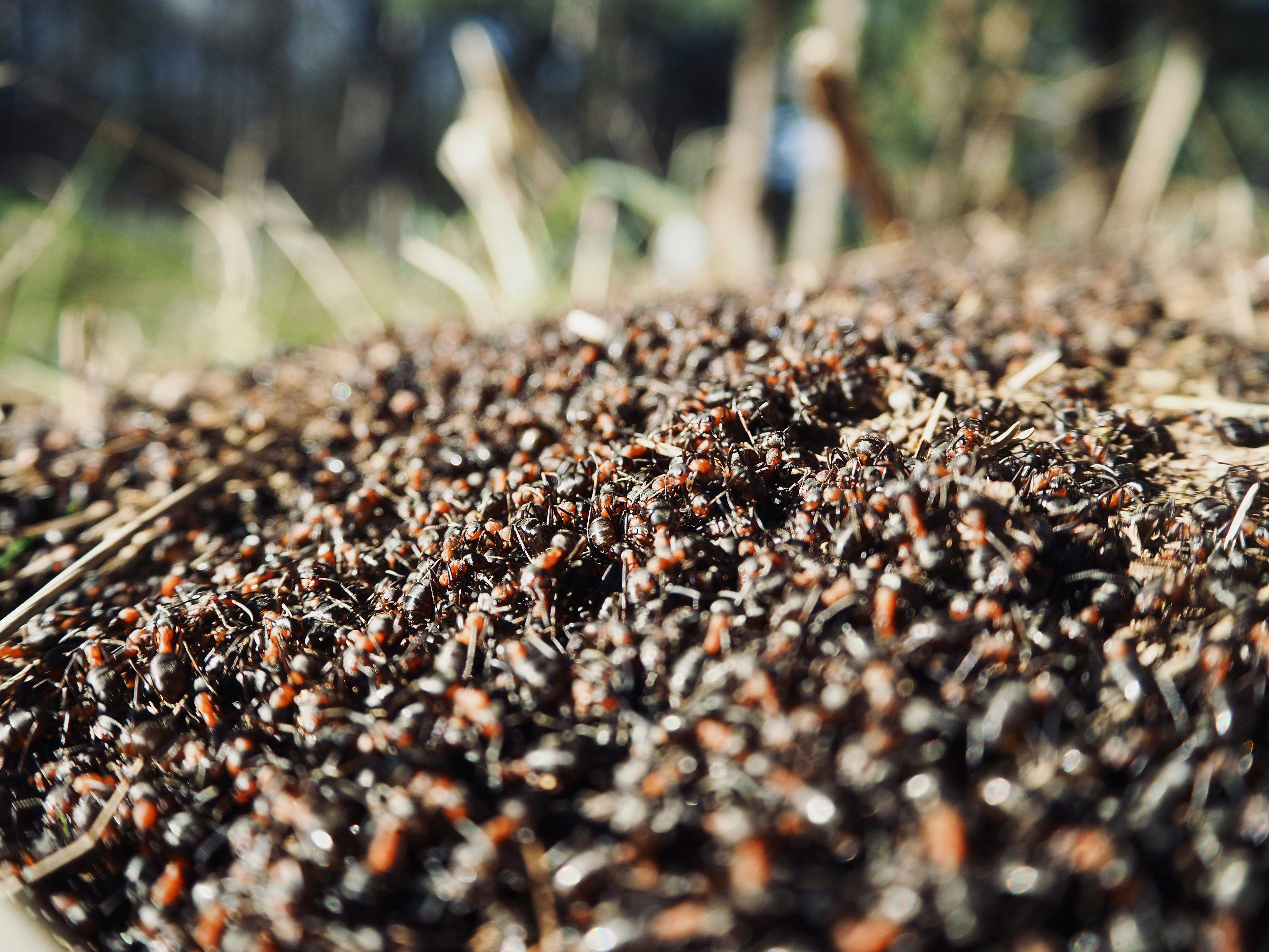 A close up of a bunch of bugs on the ground photo – Free Insect Image ...