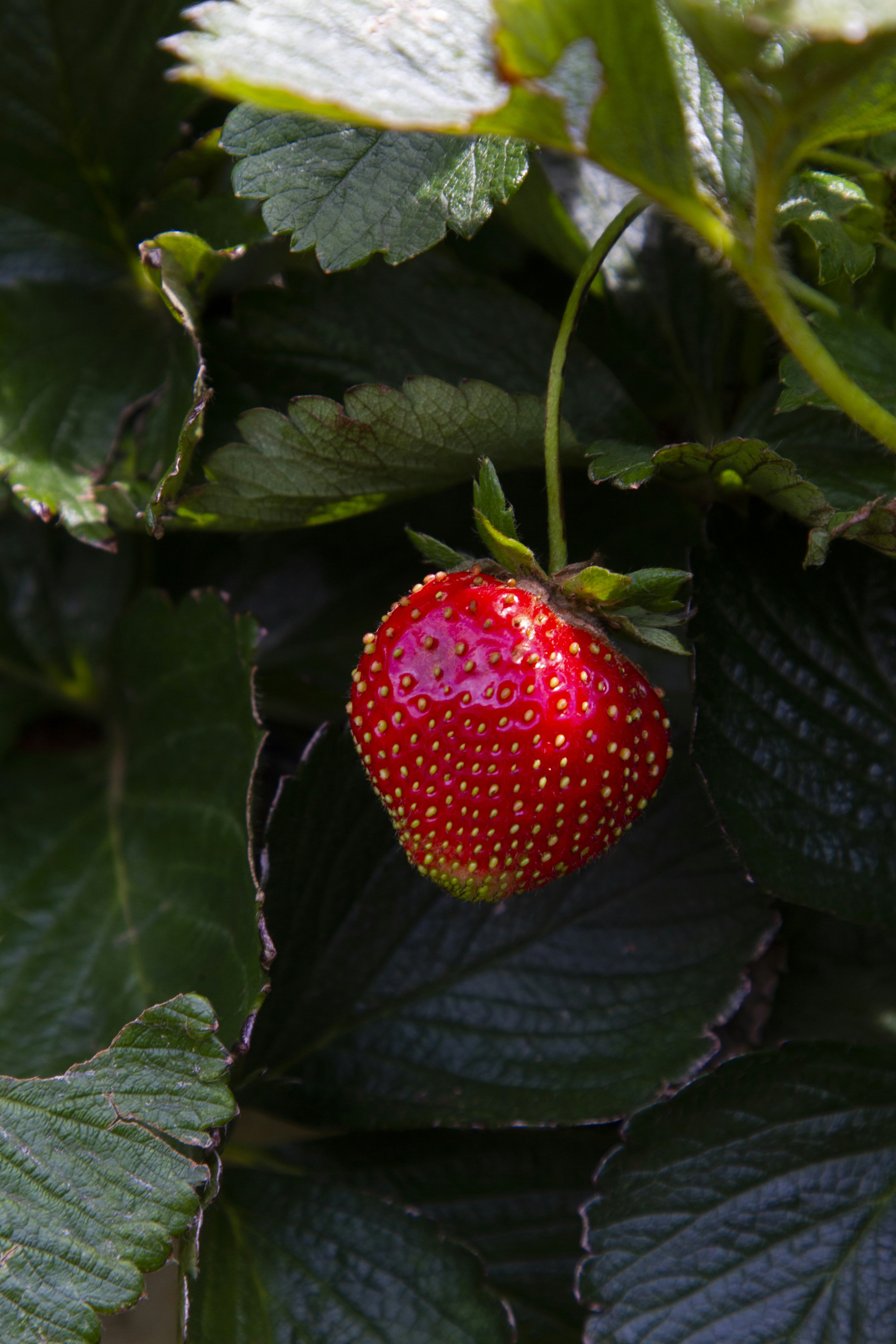 a strawberry hanging from a plant with green leaves