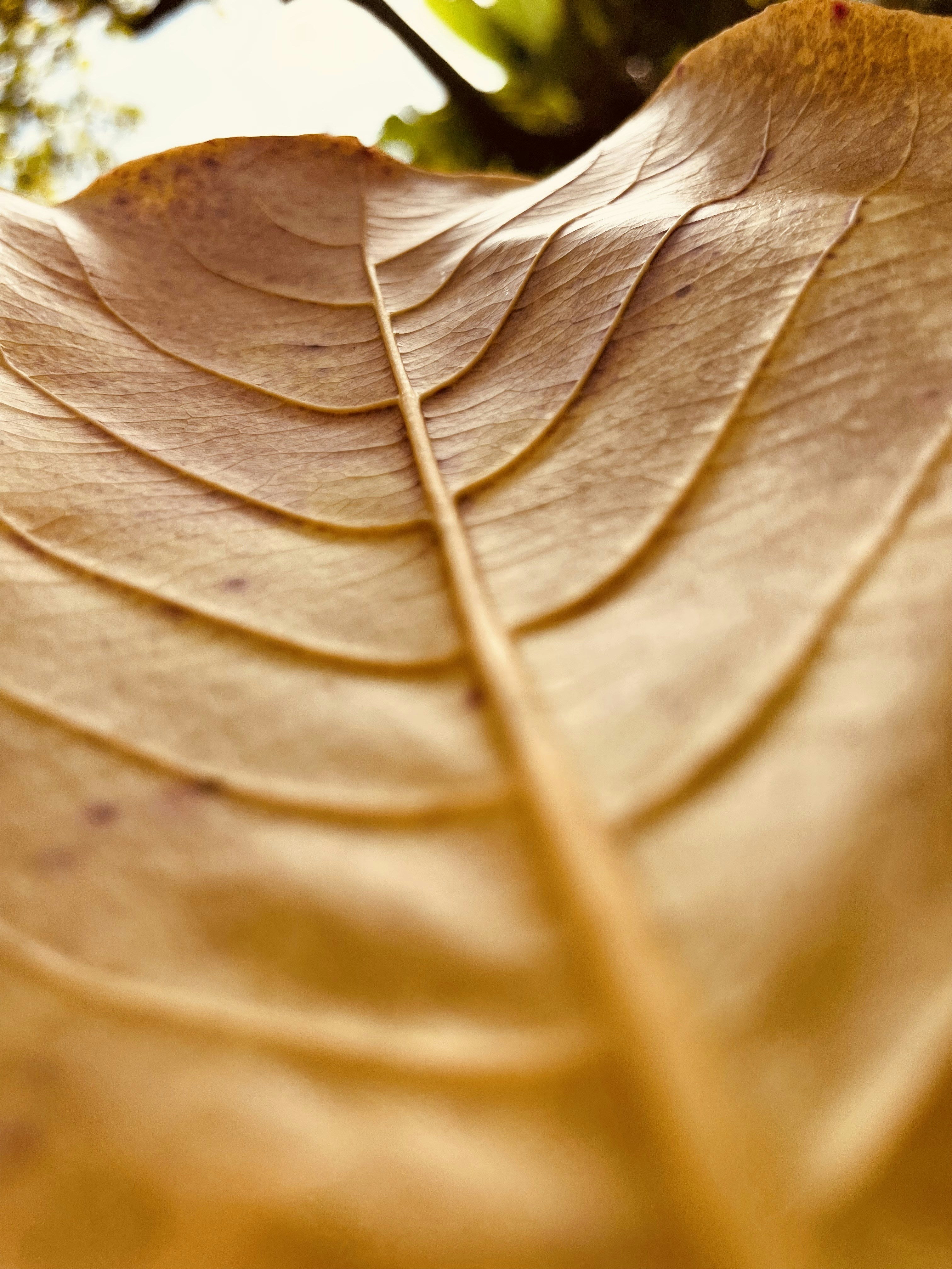 Close-up of a large, textured leaf showcasing its intricate veins and golden hues under natural light.