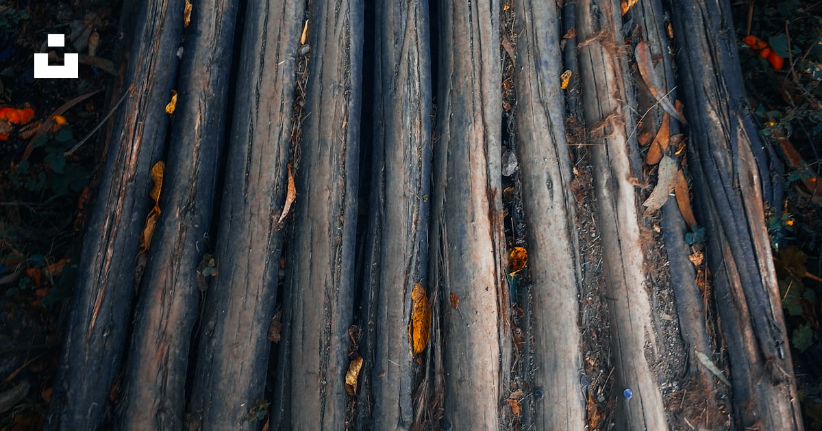 Foto zum Thema Ein Haufen Holz, der auf einem Waldboden sitzt ... Foto zum Thema Ein Haufen Holz, der auf einem Waldboden sitzt ...