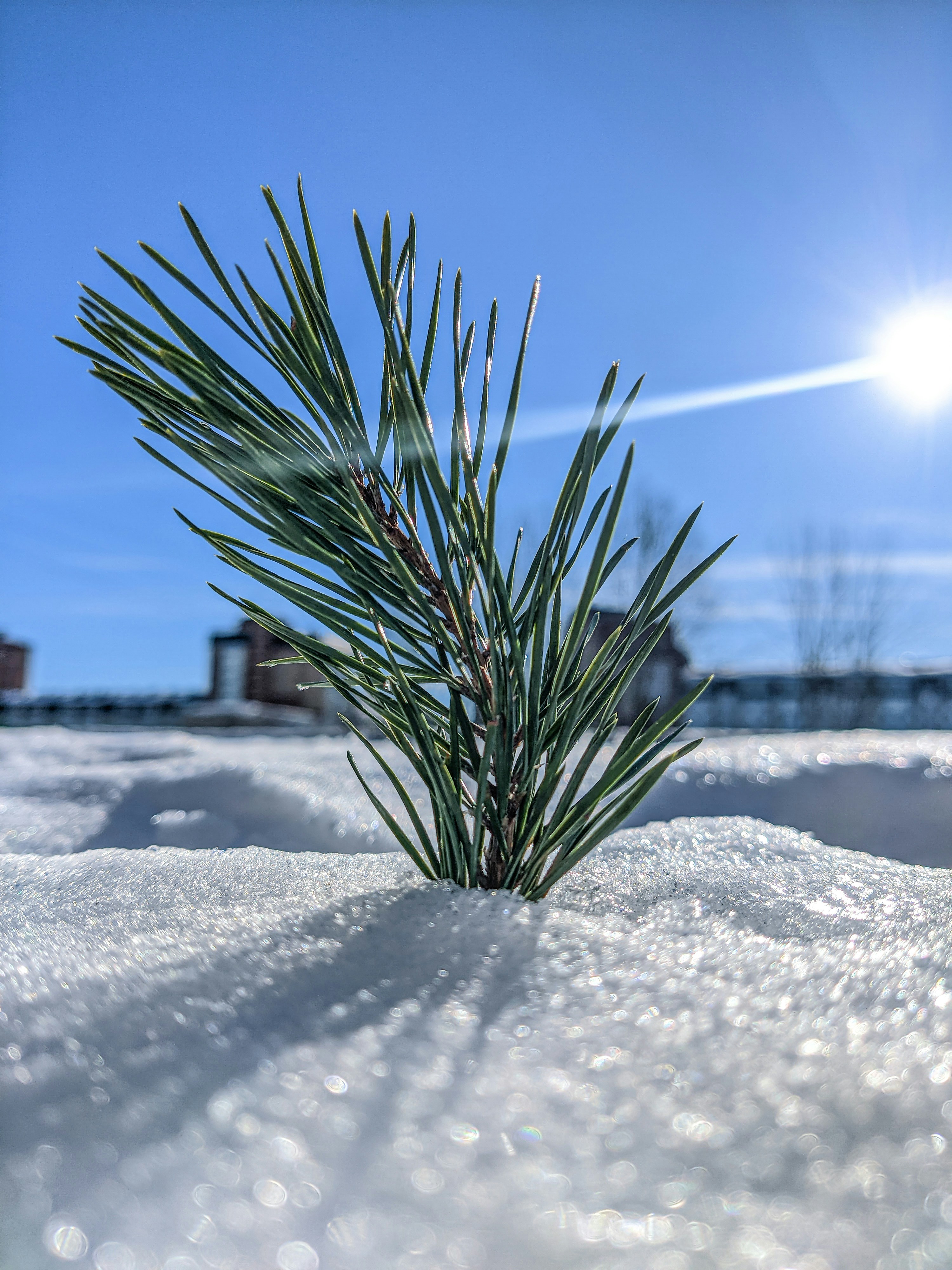 a small pine tree sprouts out of the snow