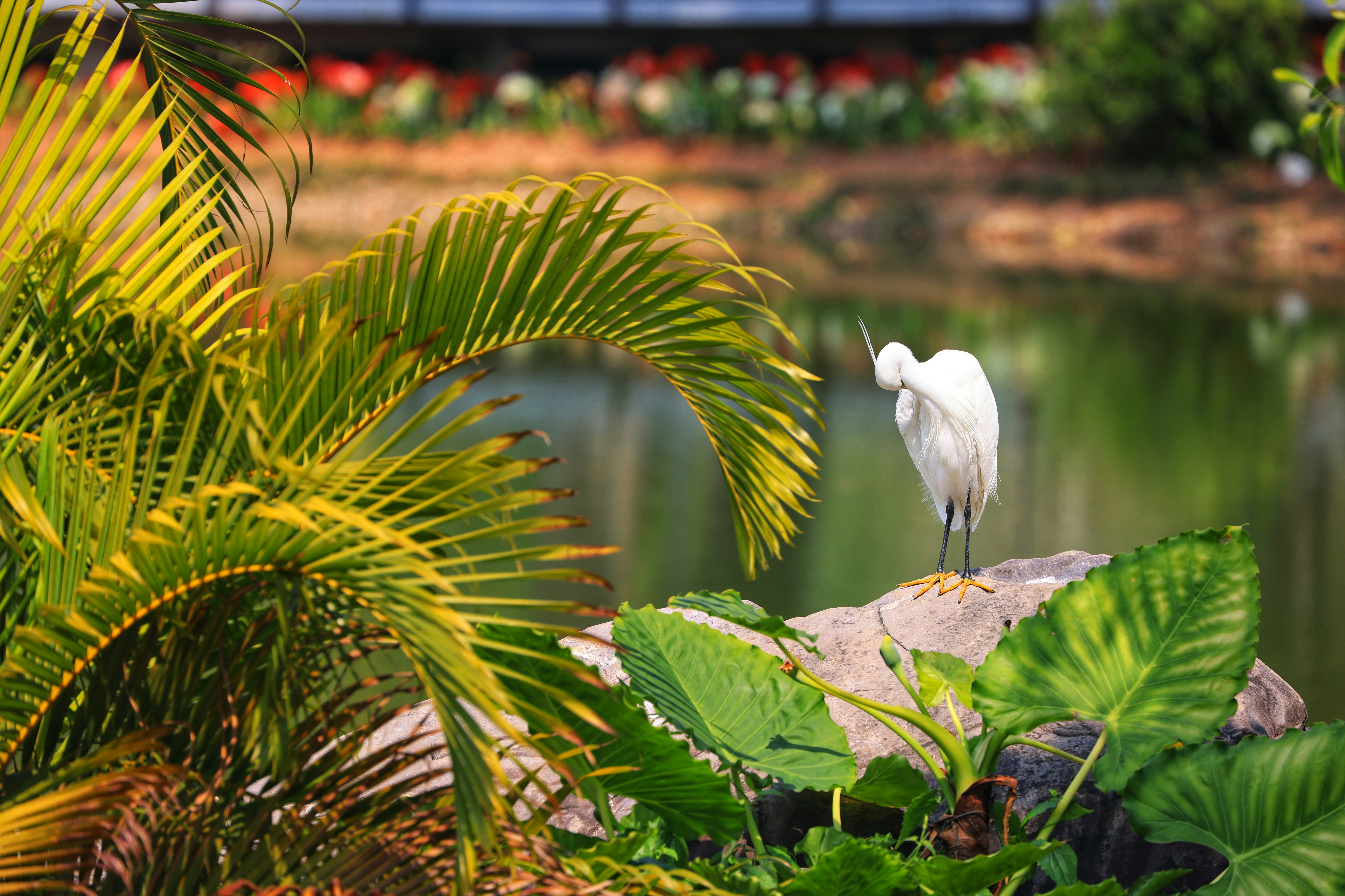 Bird in Honey Park of Shenzhen 