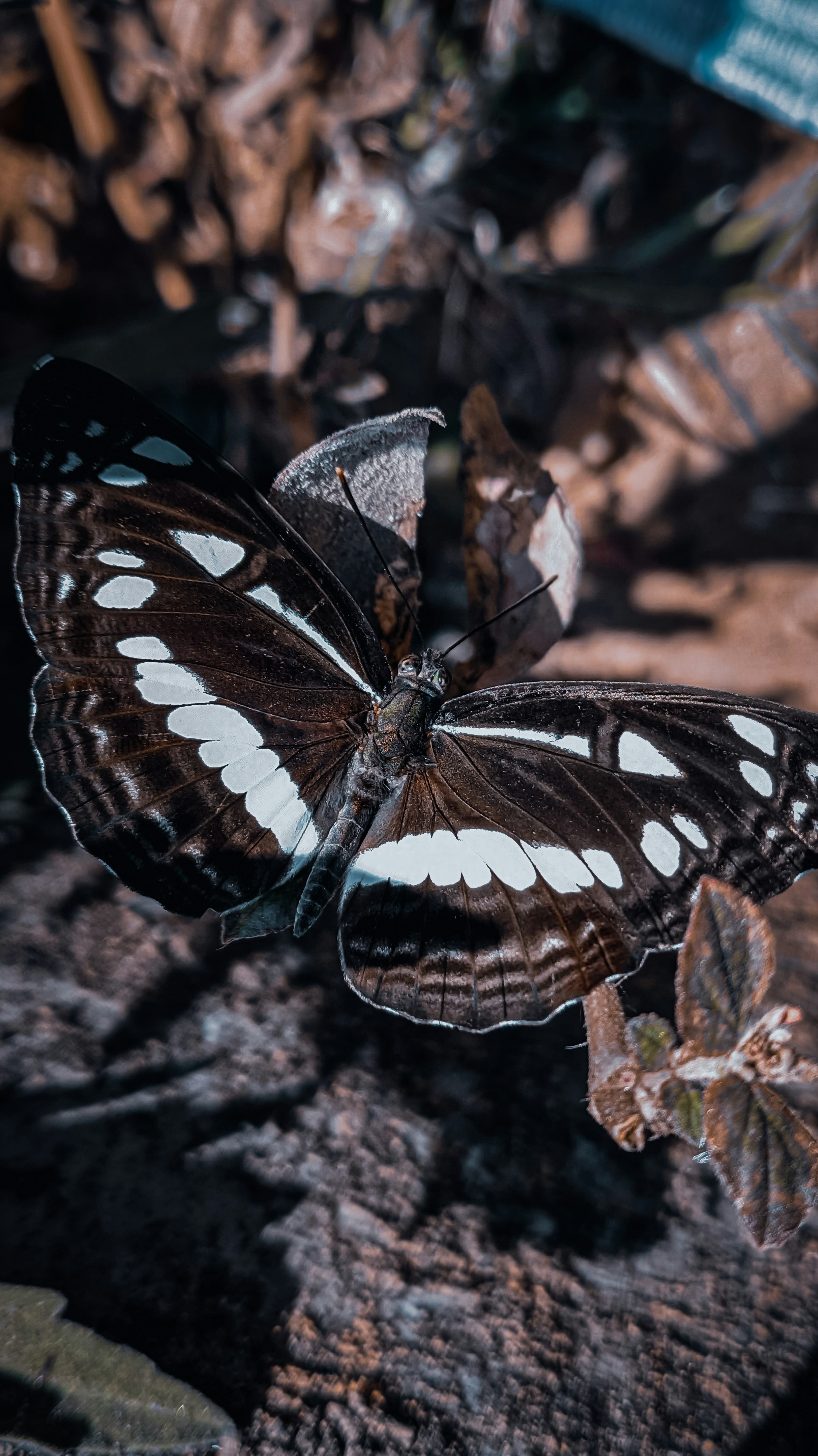 Close-up of a butterfly perched on foliage, showcasing its intricate wing patterns and vibrant colors.