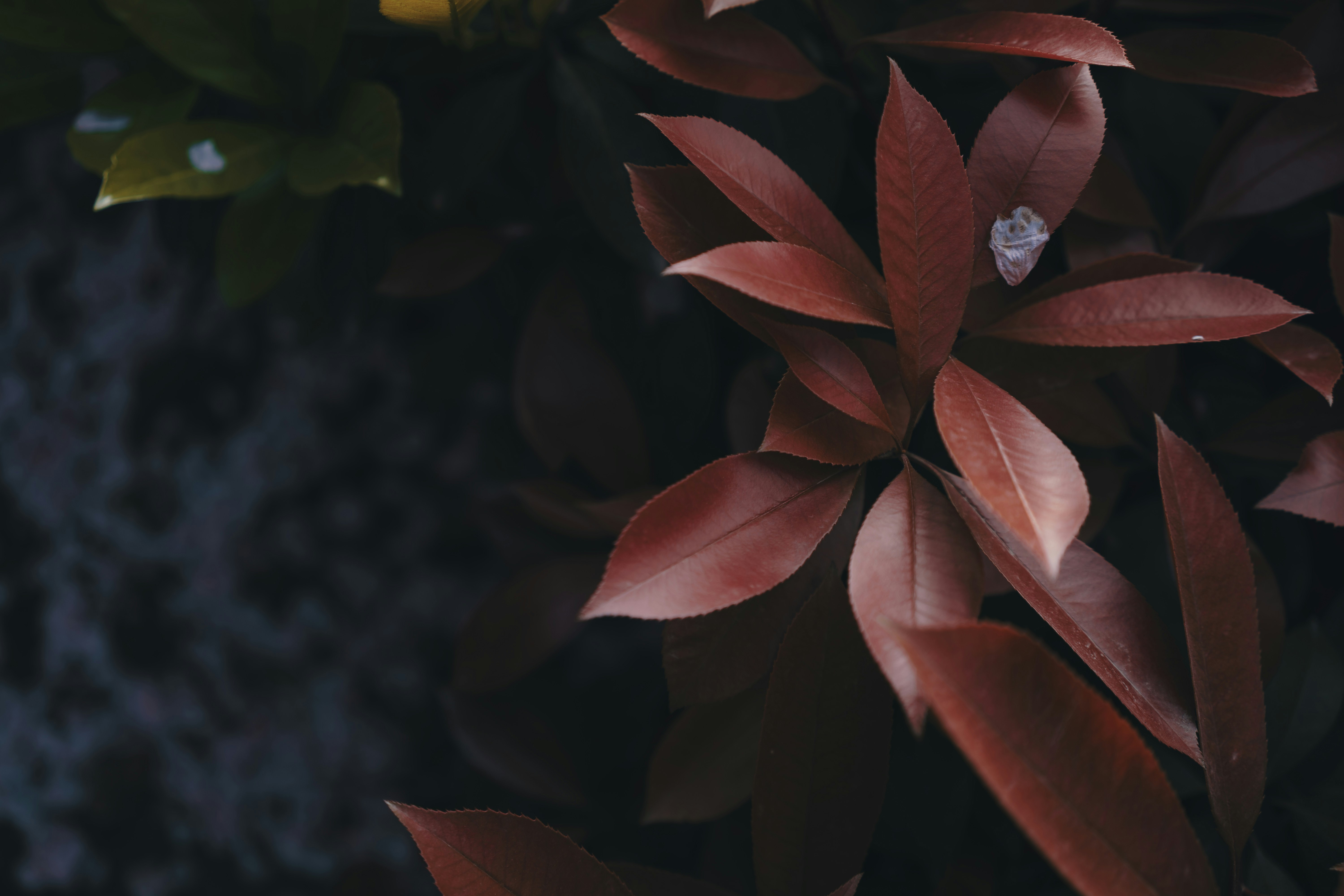 Crimson Leaves in Velvet Shadow: a close-up study of autumnal geometry