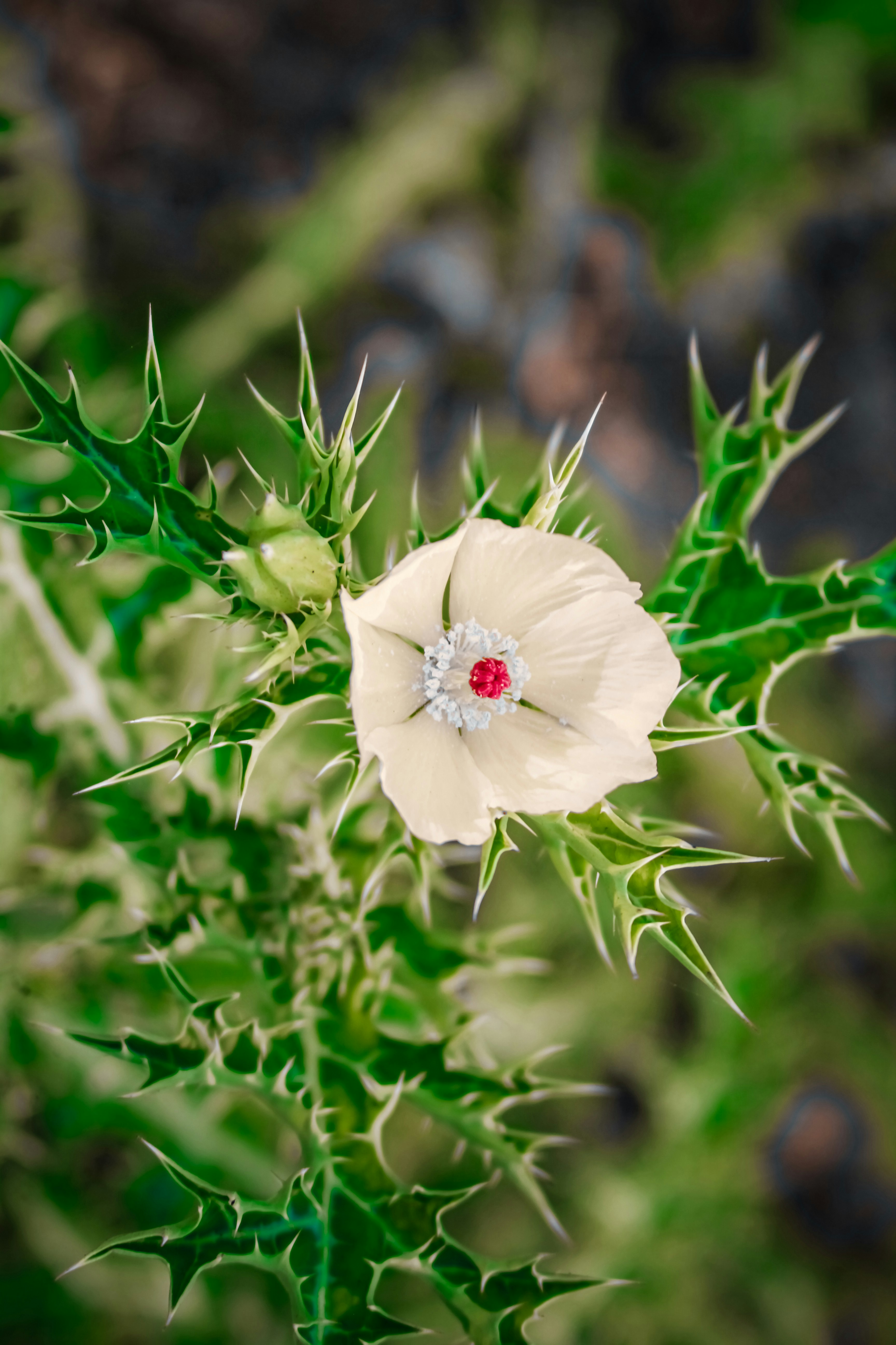 Beige bloom at the heart of spiny green tendrils