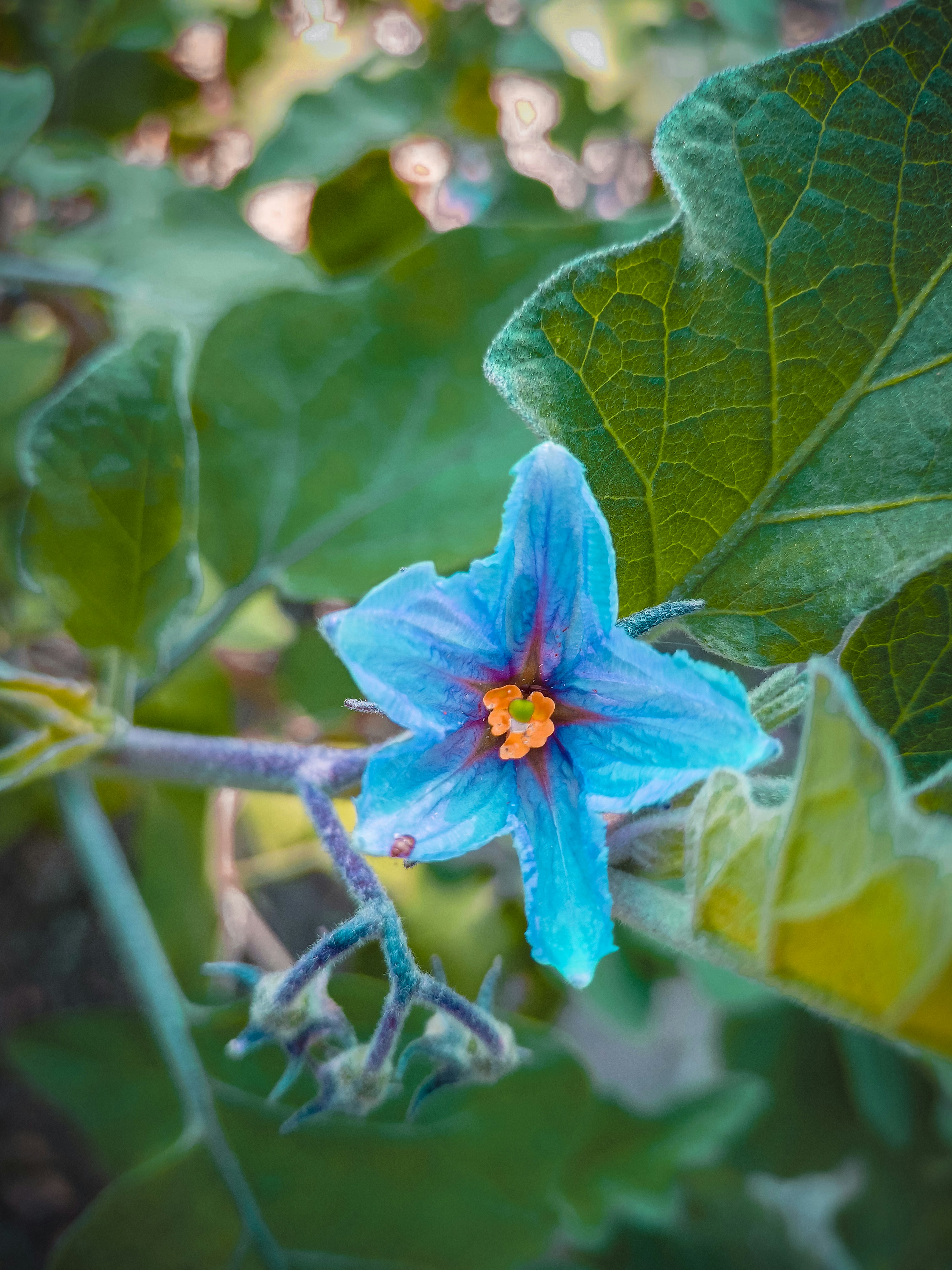 a blue flower with green leaves in the background
