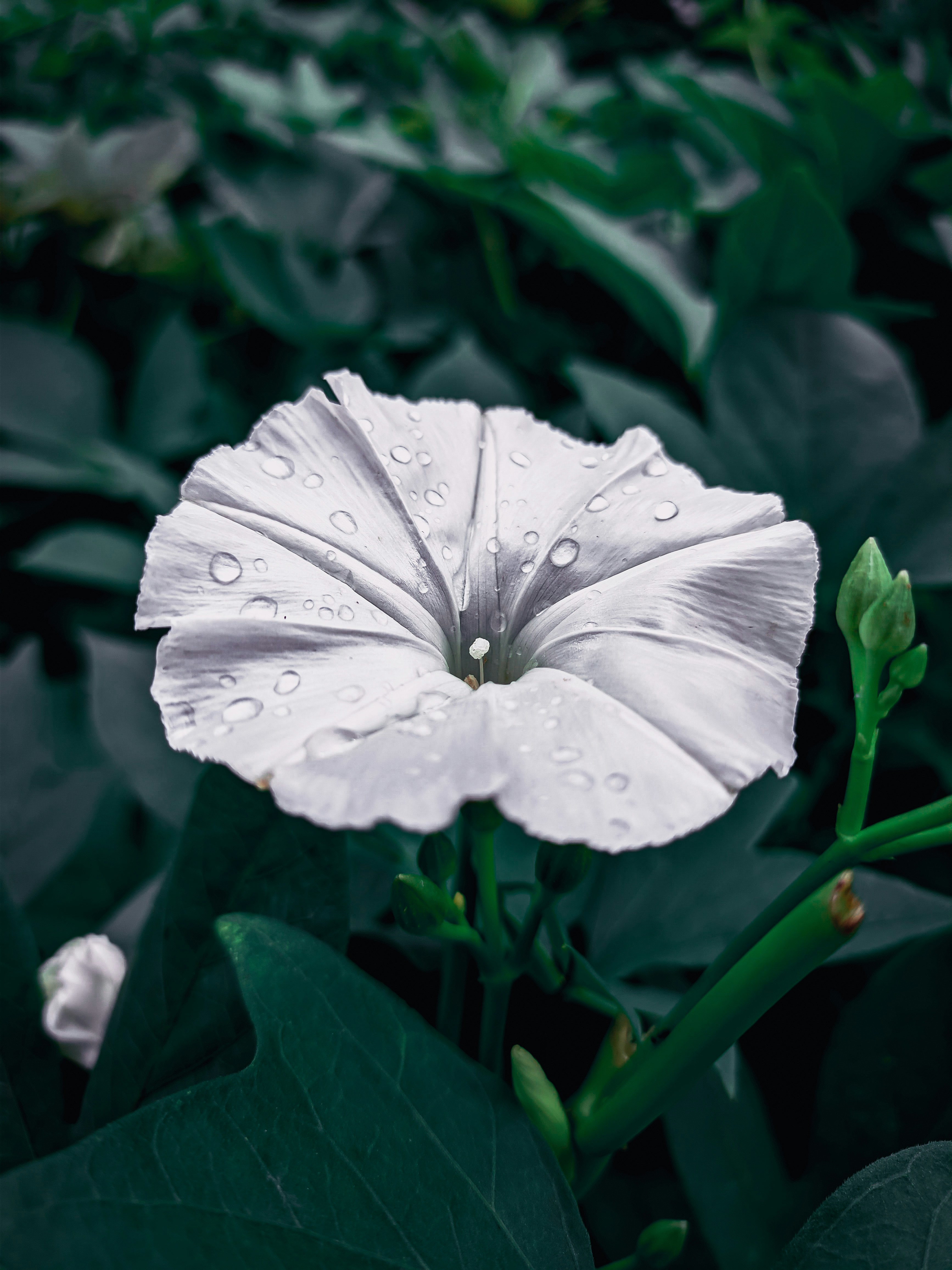 Dew-kissed Morning Glory: Quiet Elegance in Verdant Light