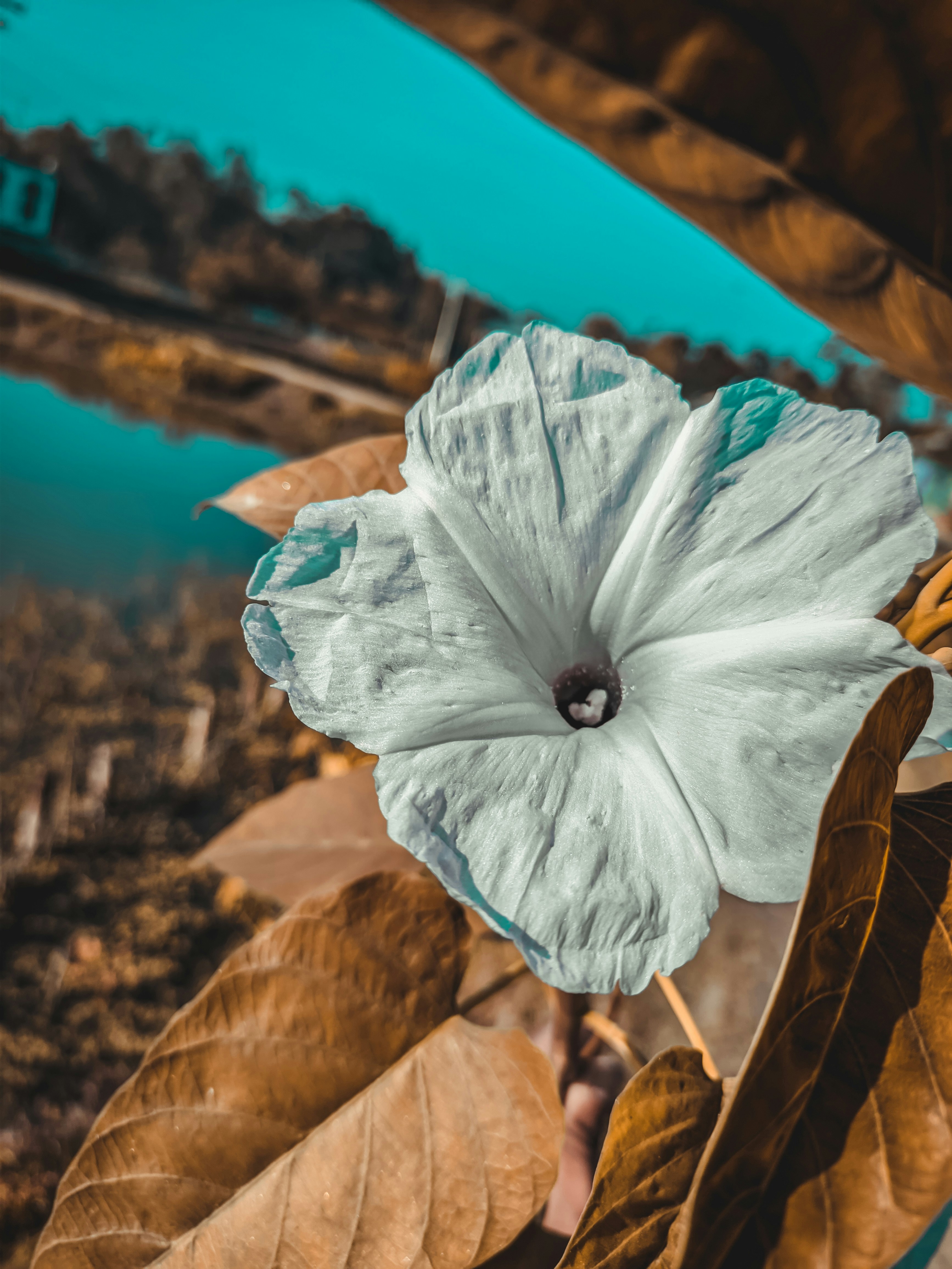 White Hibiscus in a Twilight Garden