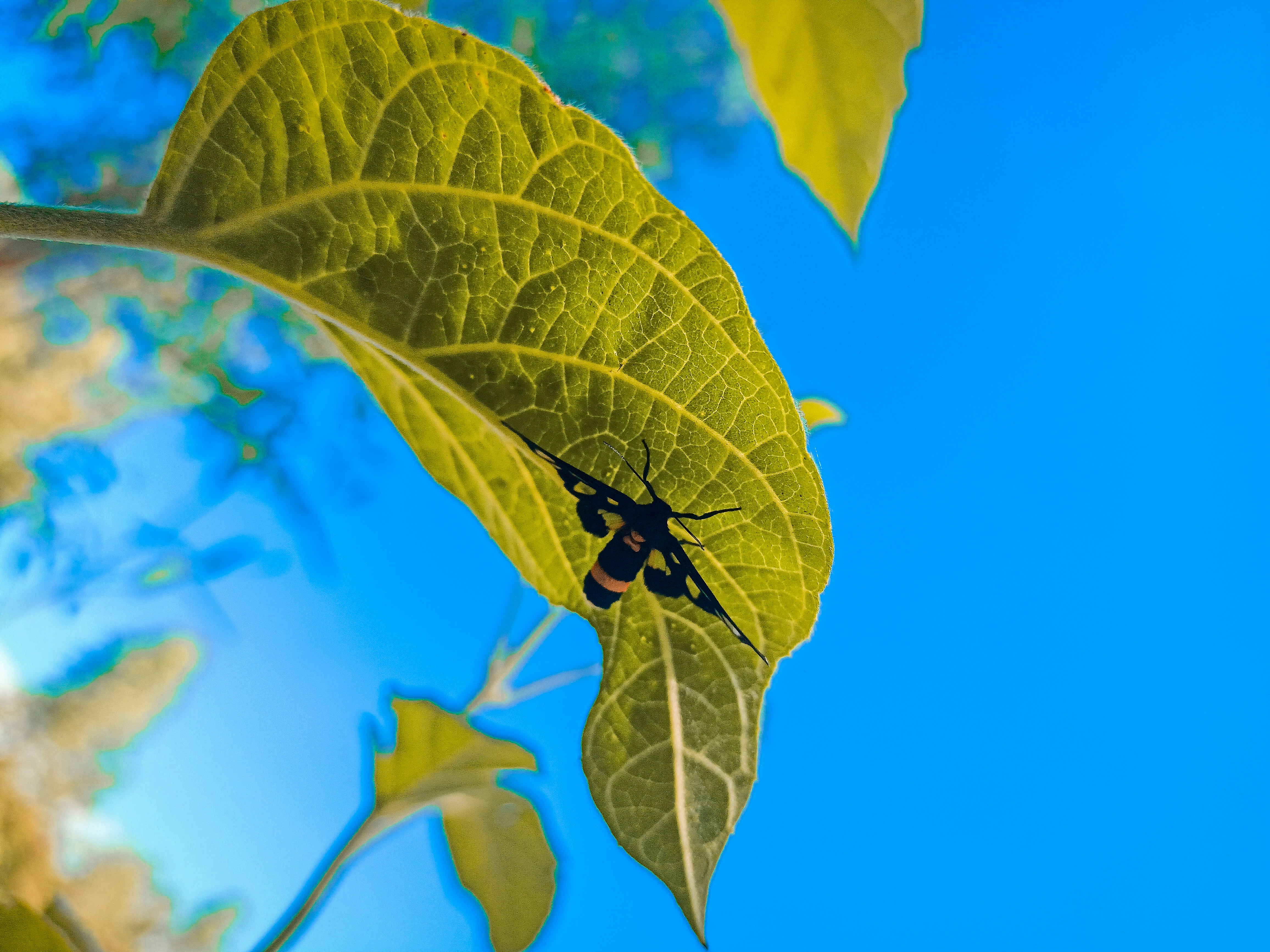 A black and orange moth rests beneath a vibrant green leaf, set against a clear blue sky. The intricate details of the leaf and the moth create a striking contrast.