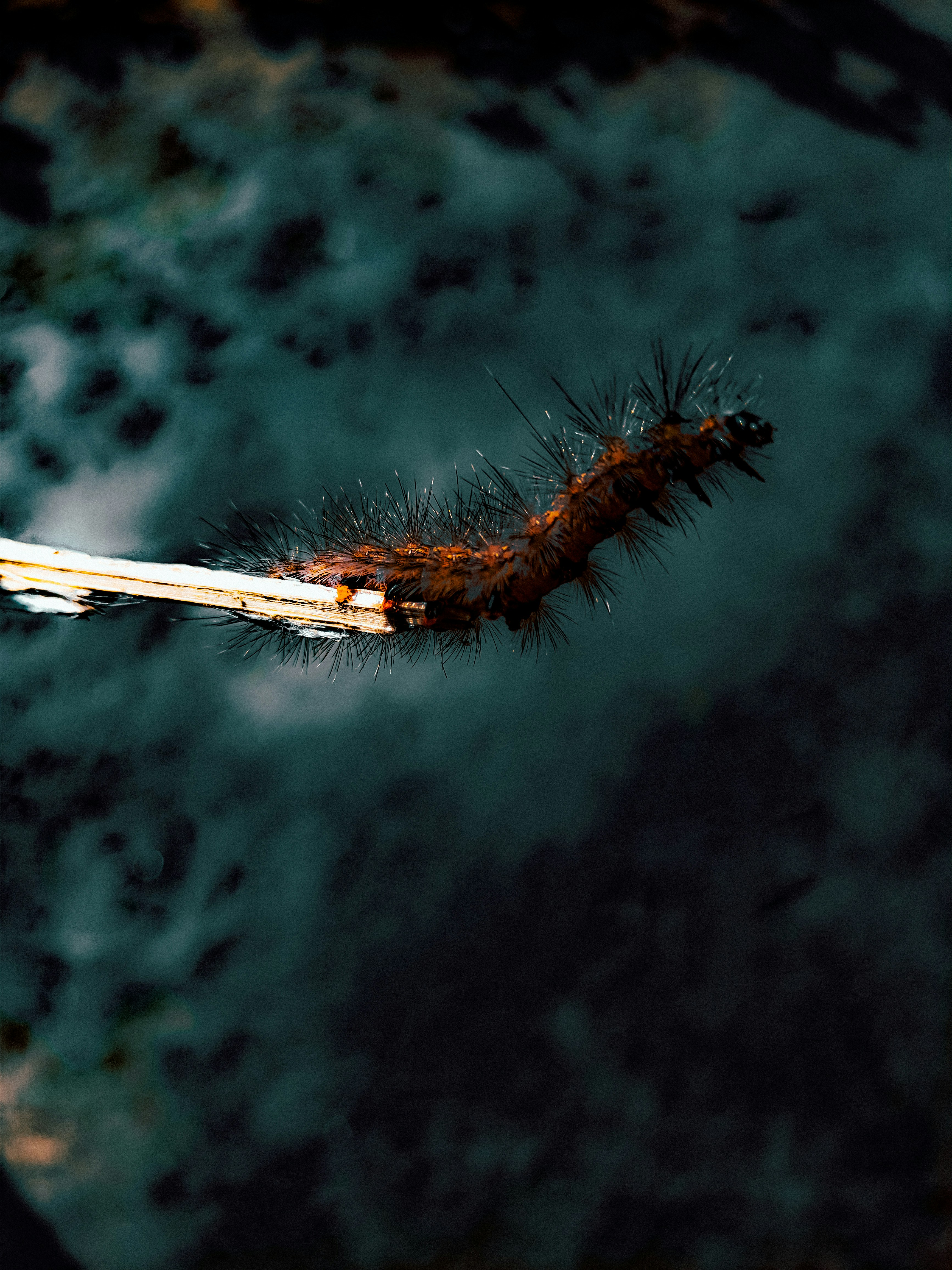 Spiny Twig at Dusk: A Macro Tale of Texture and Light