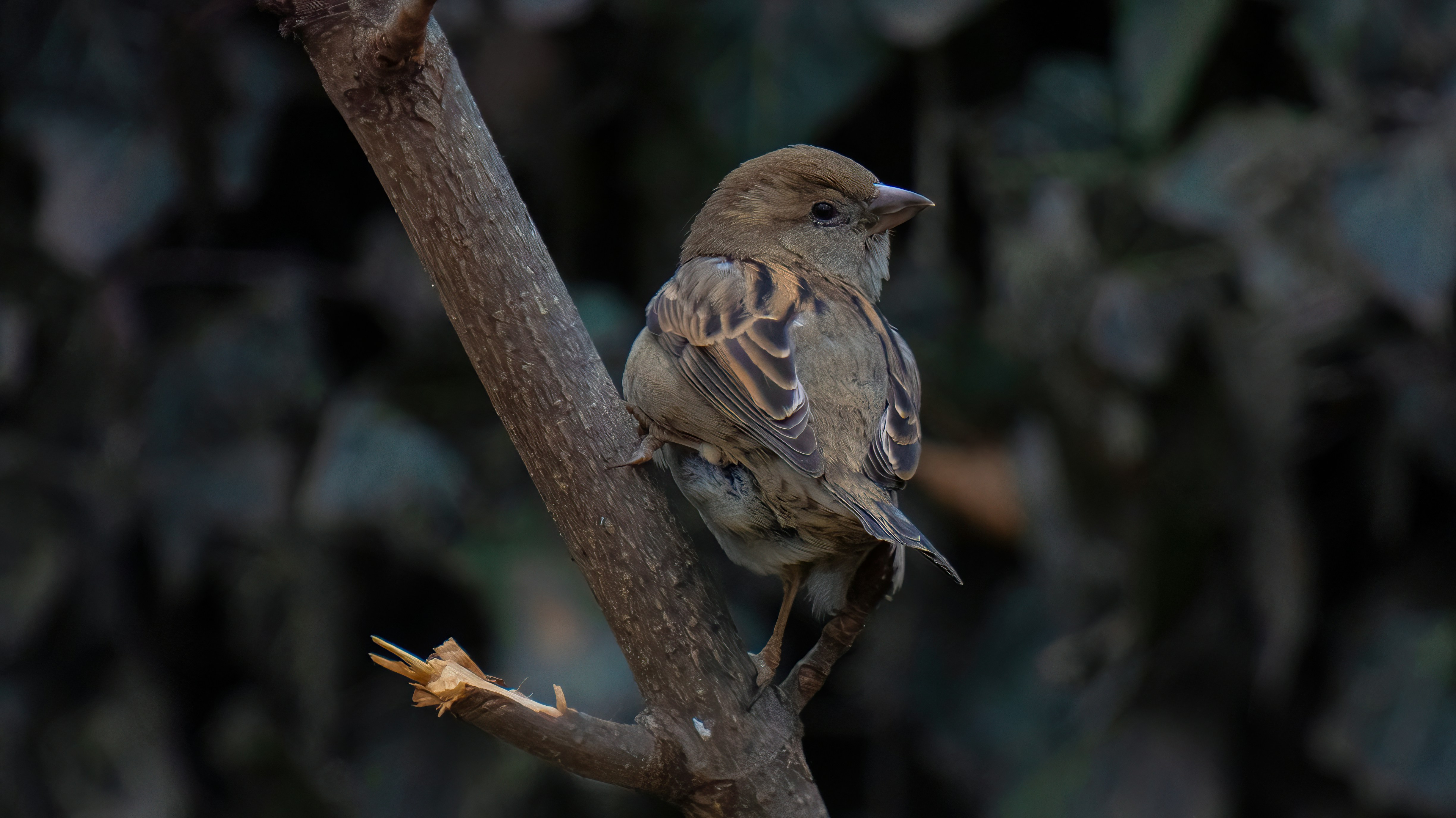 A sparrow perched on a branch, surrounded by blurred foliage, showcasing its detailed plumage. The scene captures the essence of nature's tranquility.