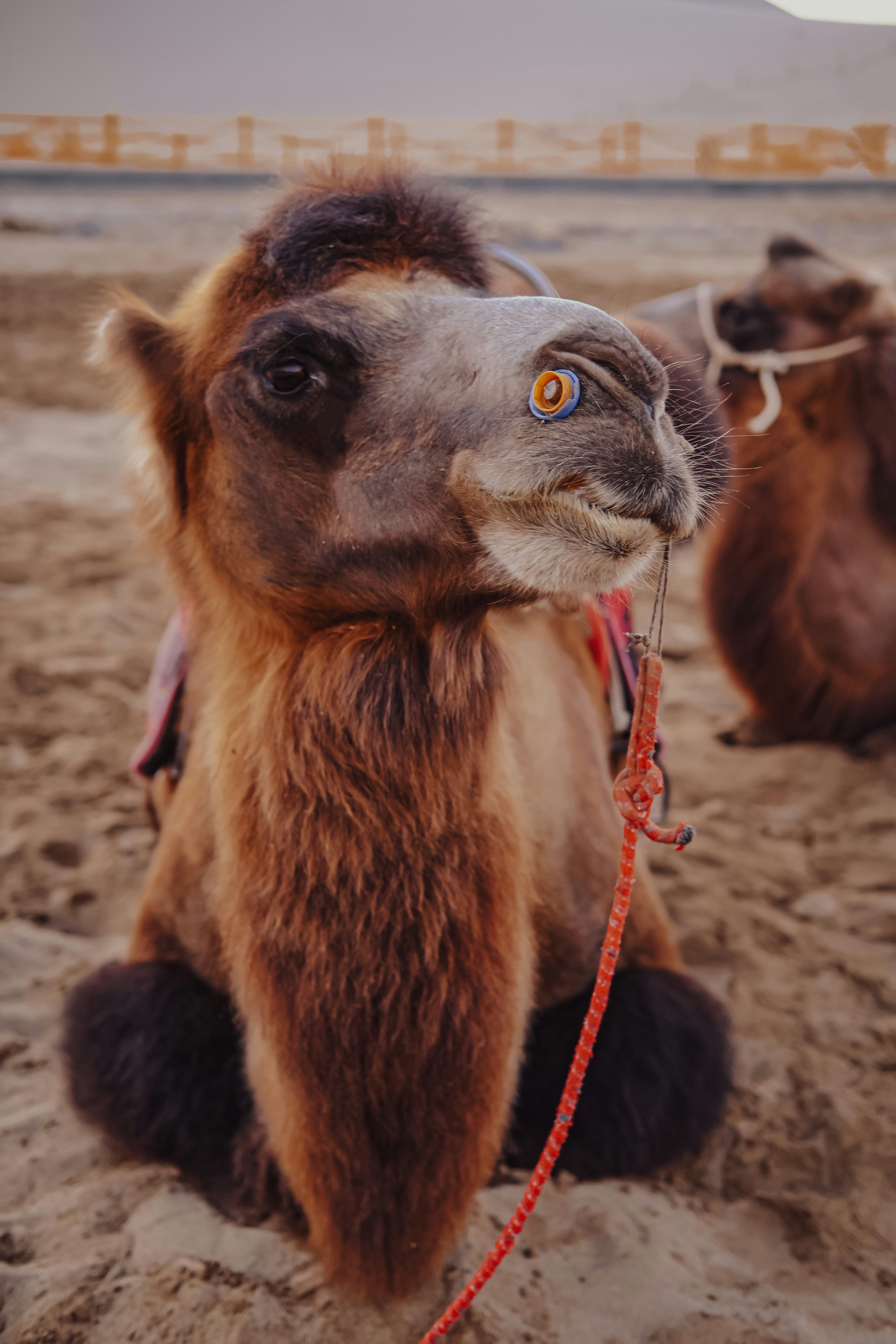 A close up of a camel on a dirt ground photo – Free Dog Image on Unsplash